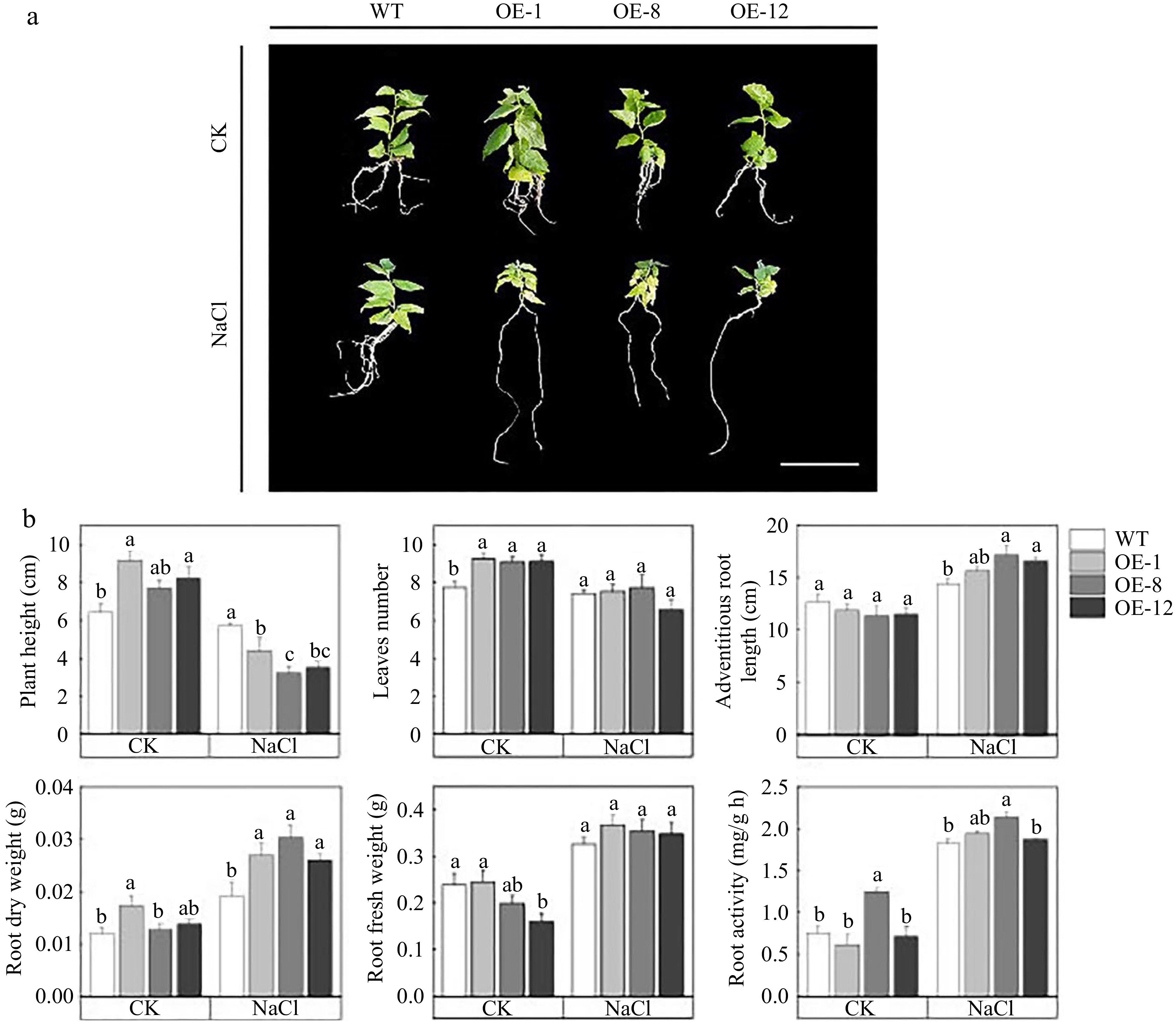 PagMYB73A enhances poplar salt tolerance by facilitating adventitious ...
