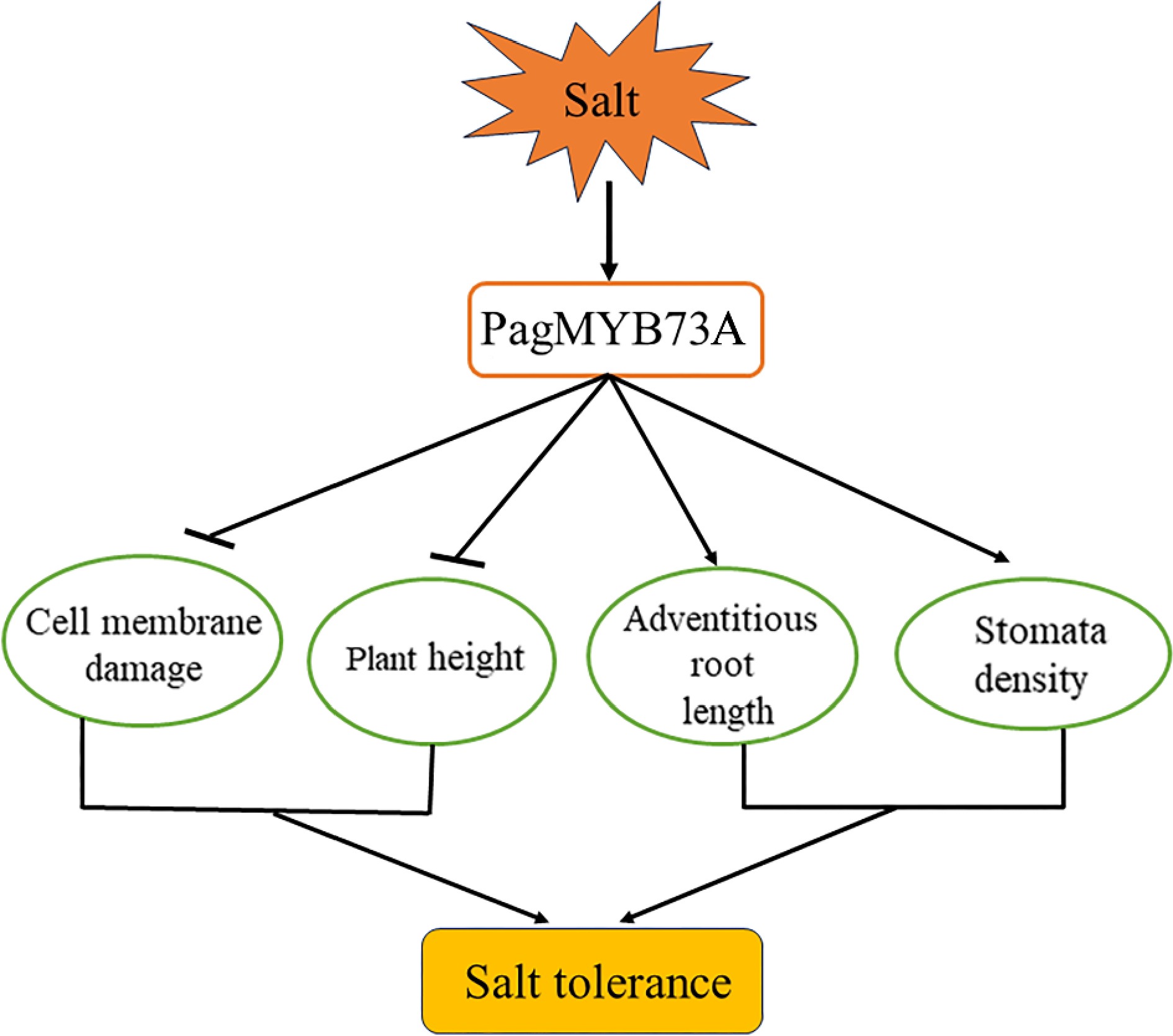 PagMYB73A enhances poplar salt tolerance by facilitating adventitious ...