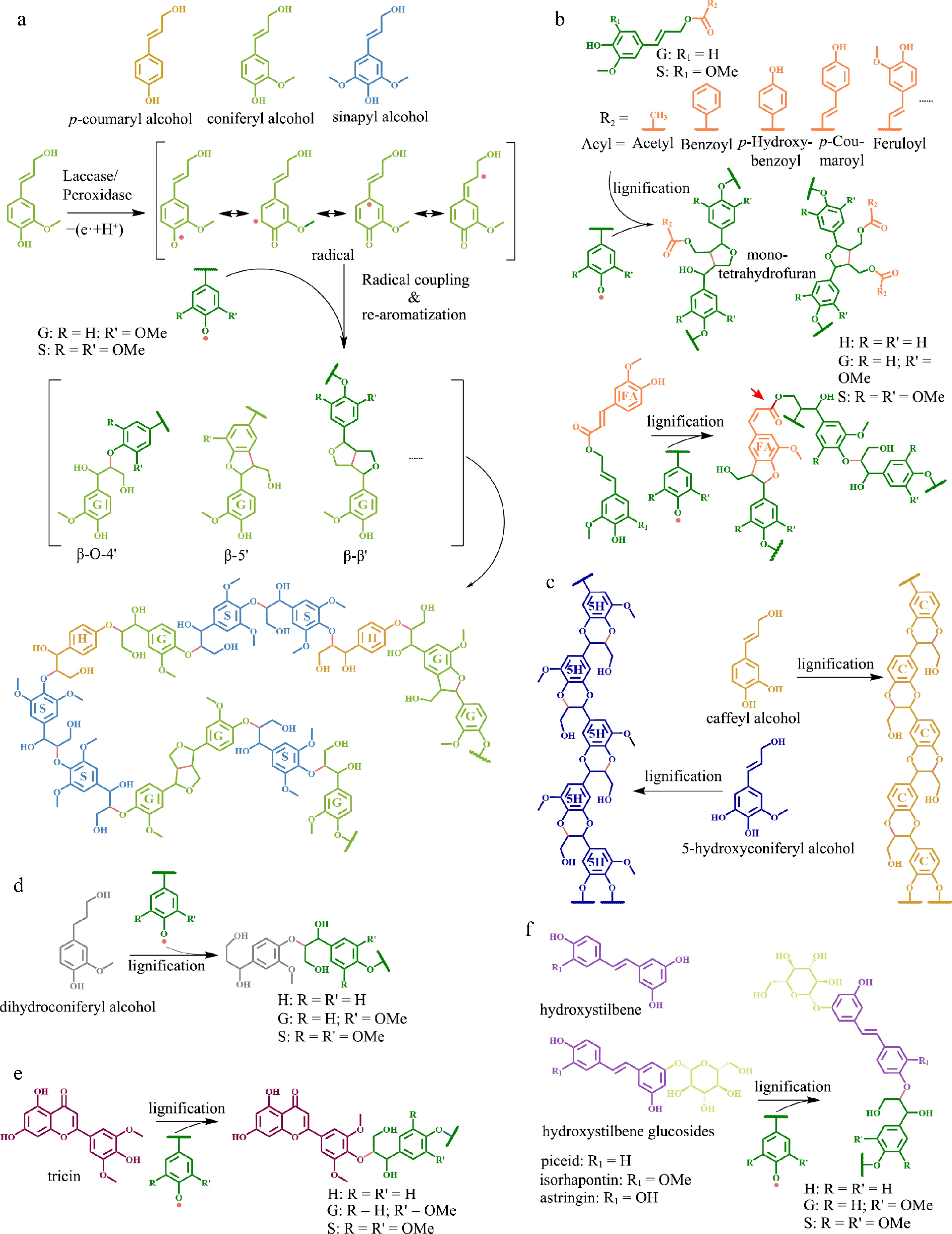 Lignocellulosic Biomass Structure