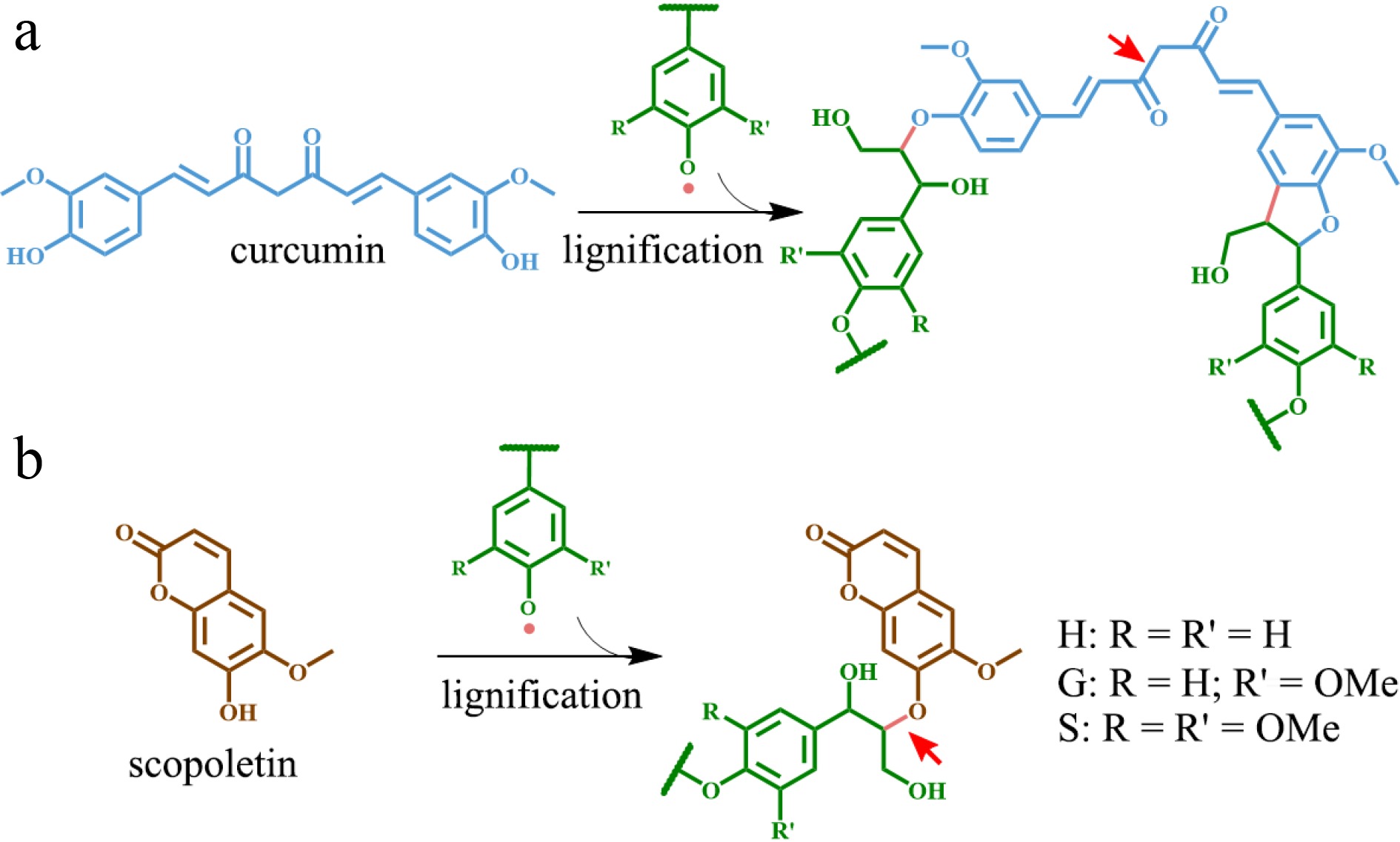 Harnessing unconventional monomers to tailor lignin structures for ...