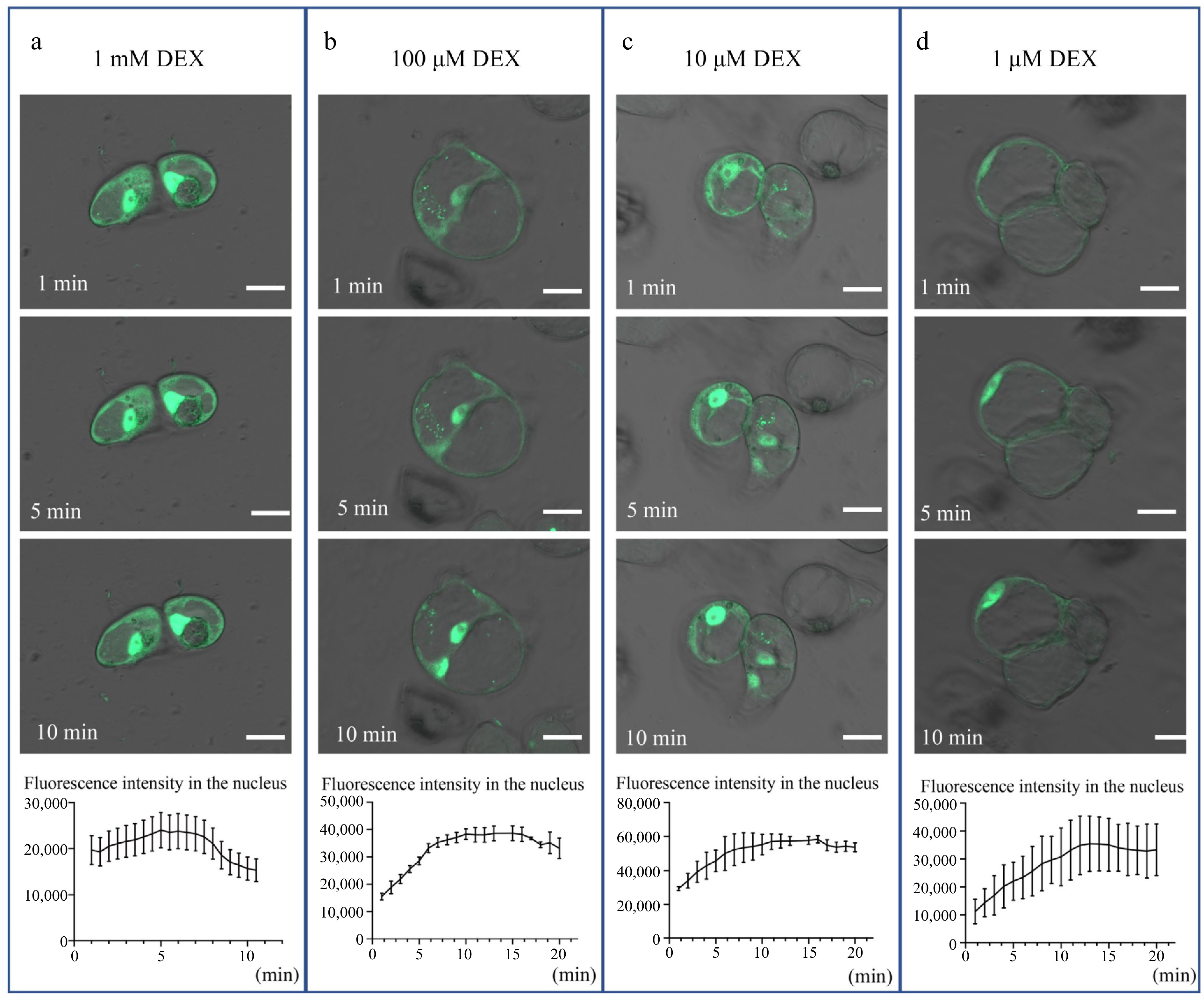 Establishment of a glucocorticoid inducible system for regulating ...