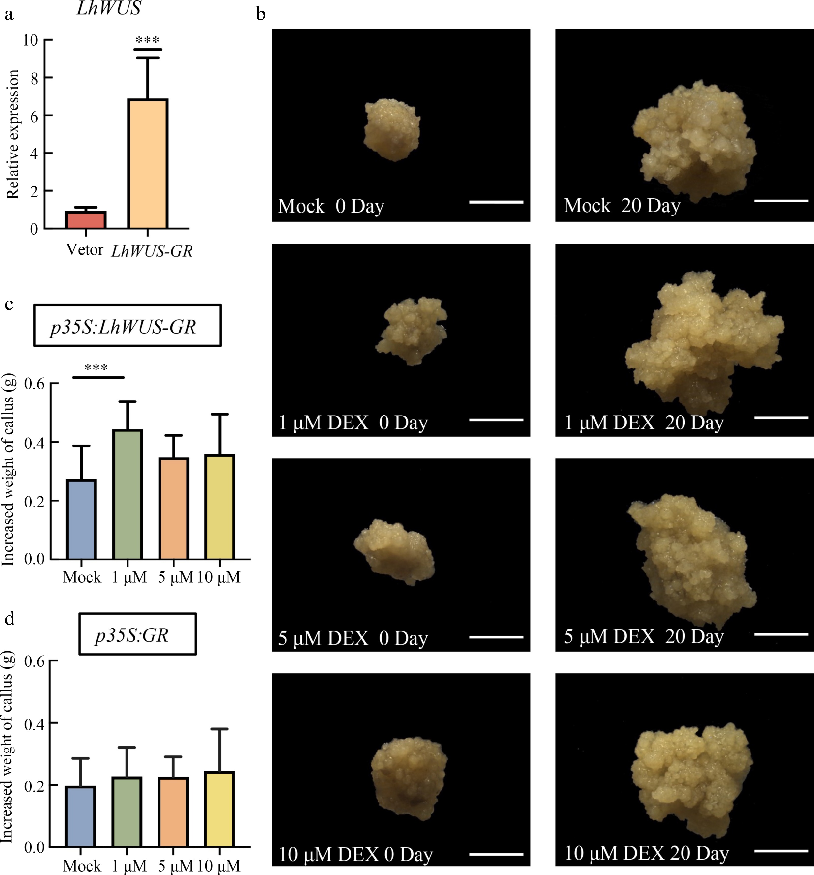 Establishment of a glucocorticoid inducible system for regulating ...
