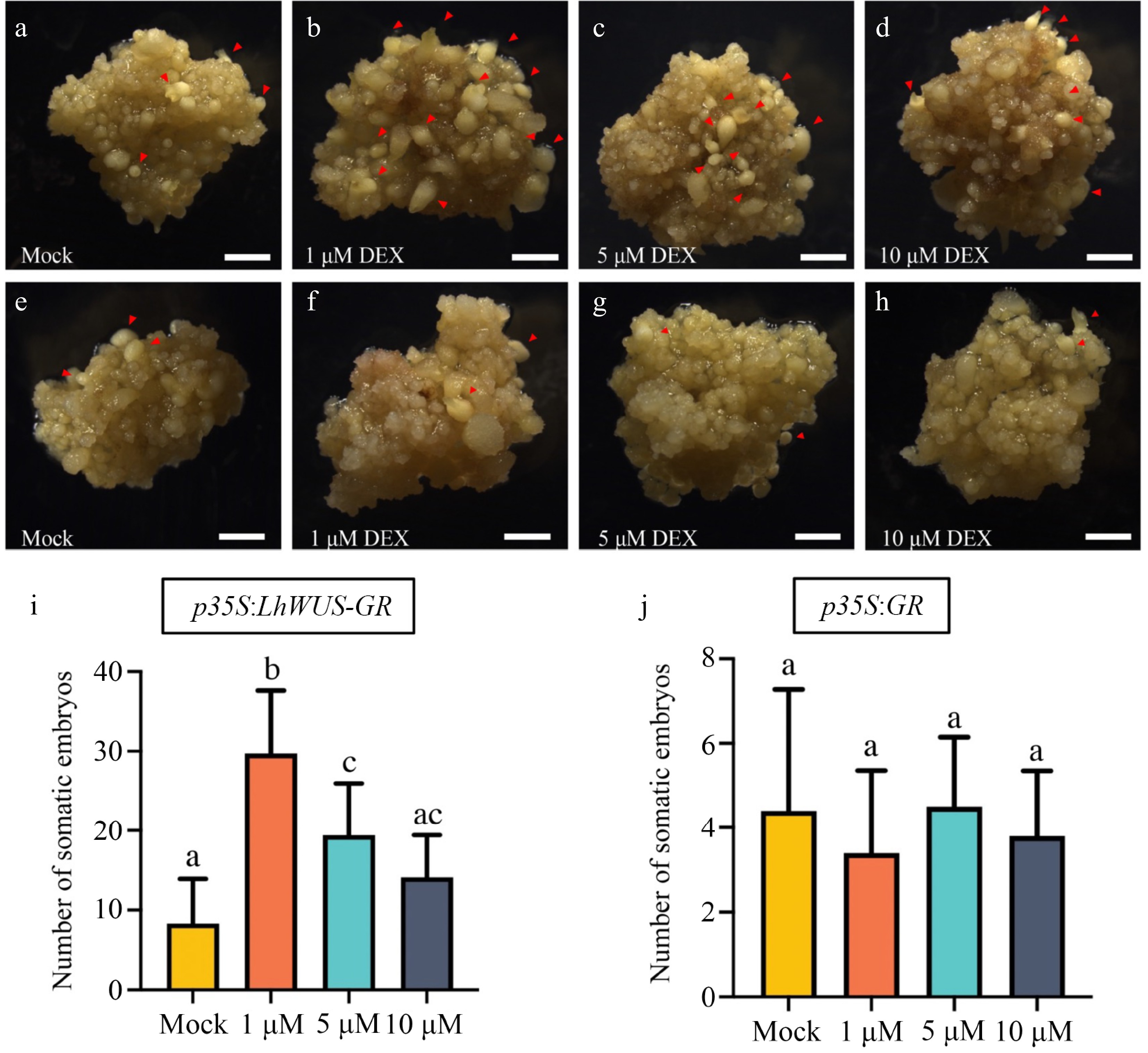 Establishment of a glucocorticoid inducible system for regulating ...
