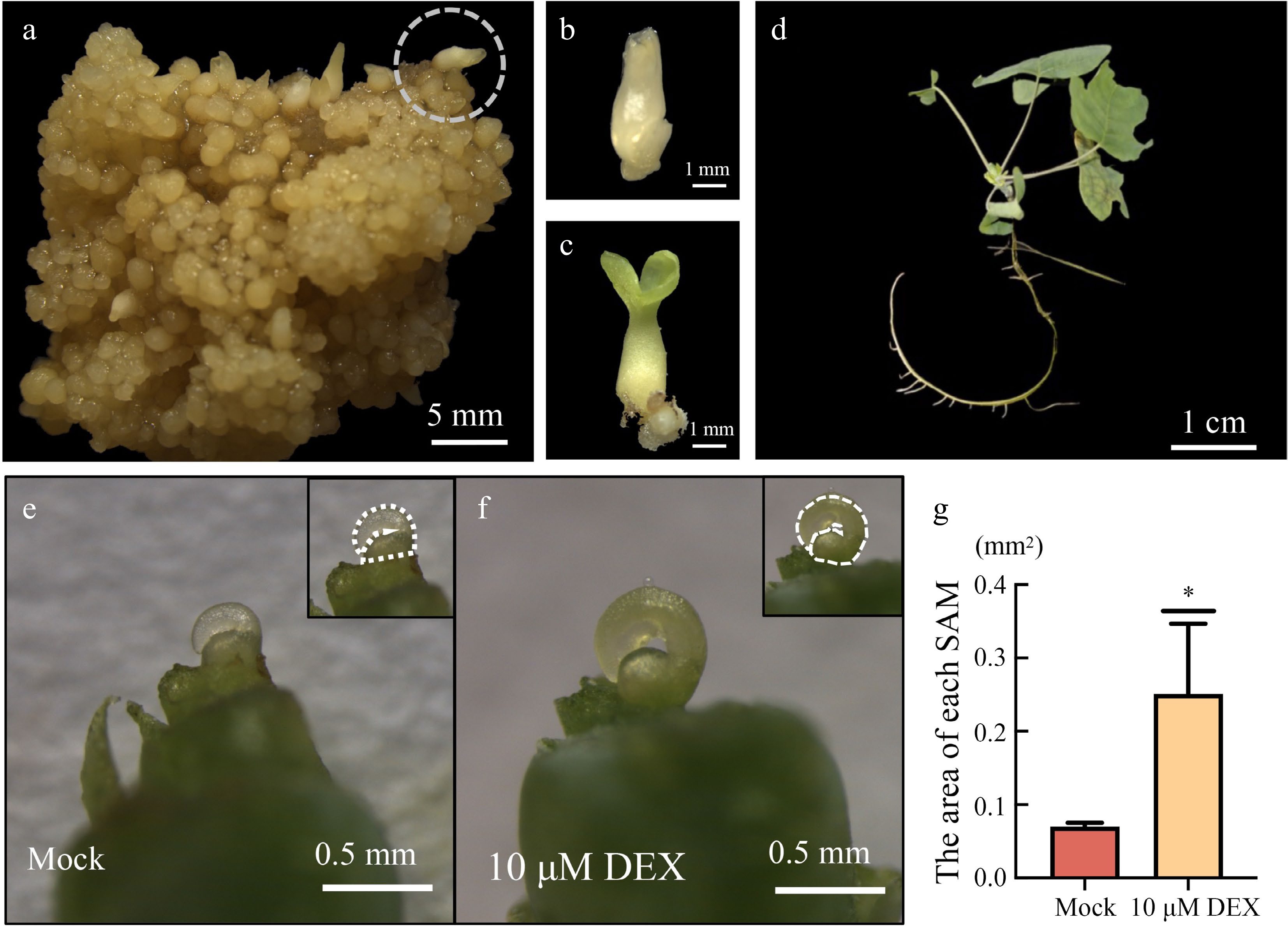 Establishment of a glucocorticoid inducible system for regulating ...
