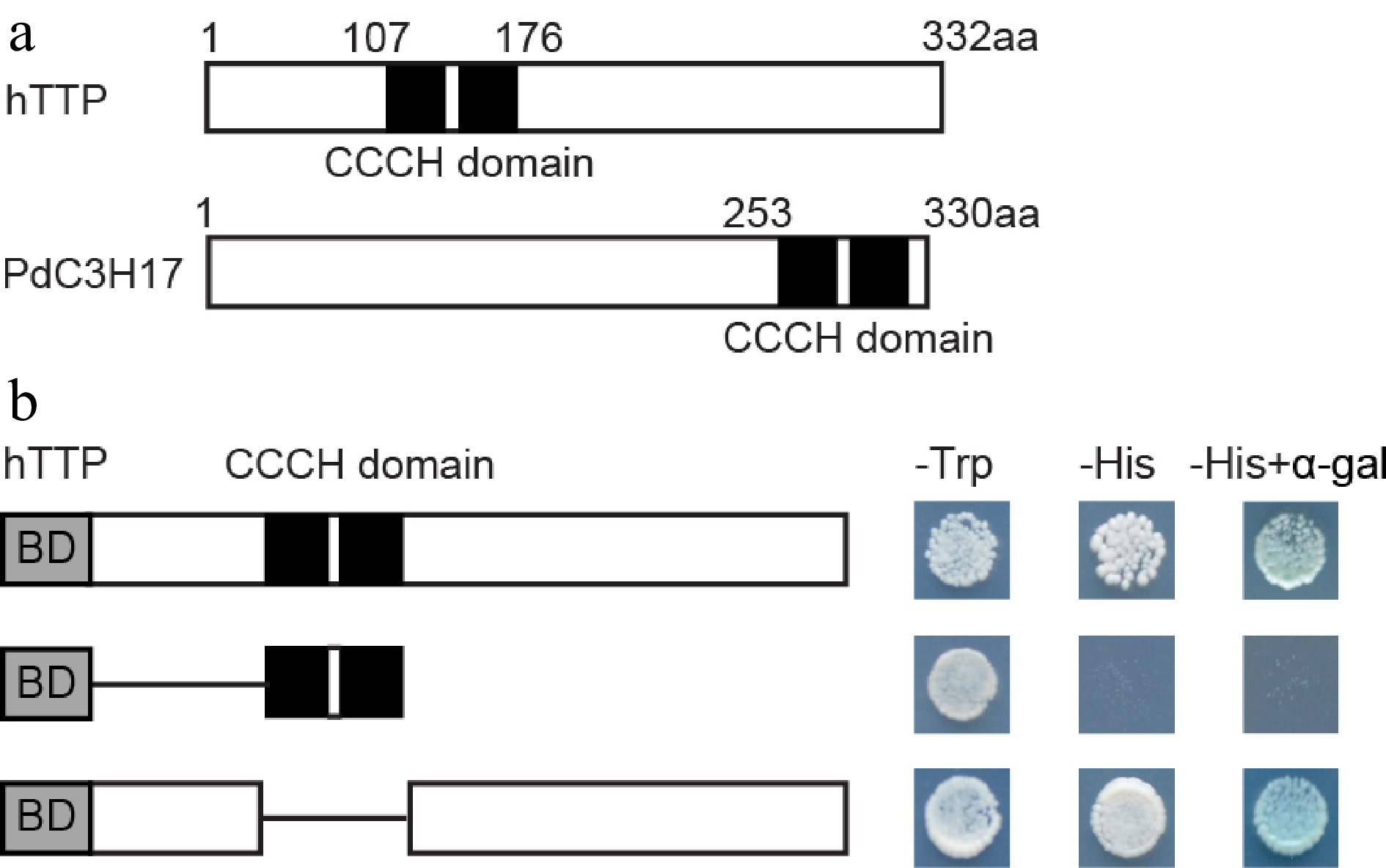 Ectopic expression of TTP gene from human in poplar promotes xylem ...