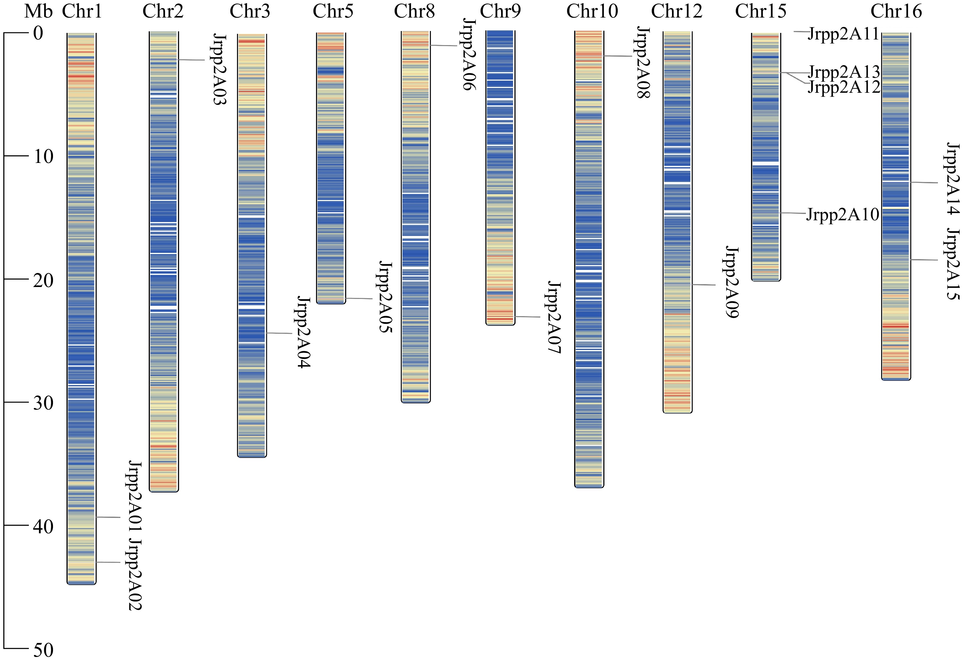 Walnut phosphatase 2A proteins interact with basic leucine zipper ...