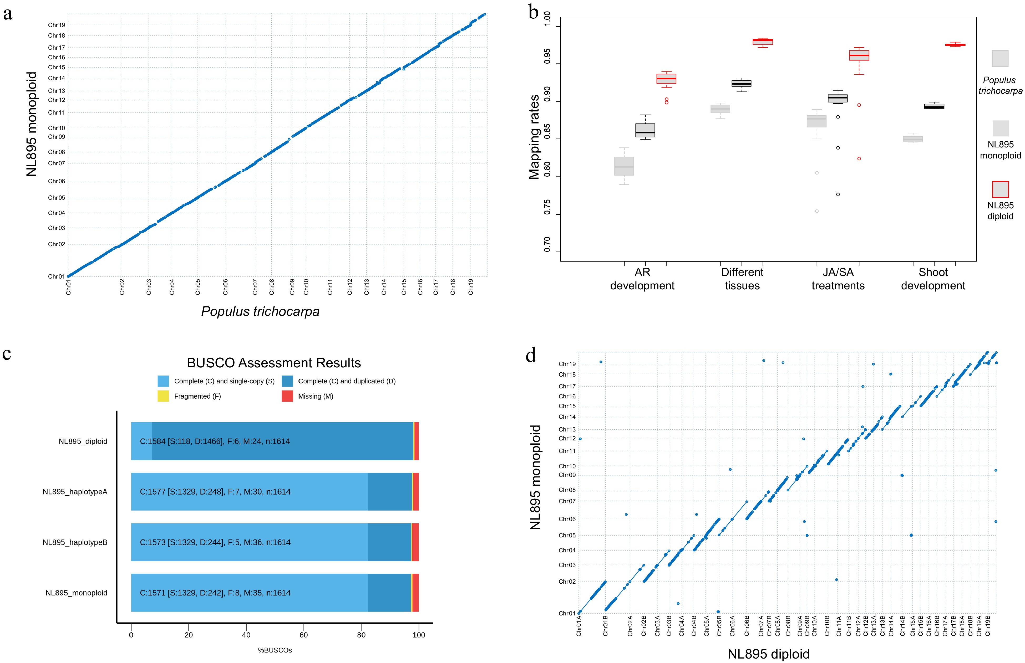 Haplotype-resolved genome assembly of poplar line NL895 provides a ...