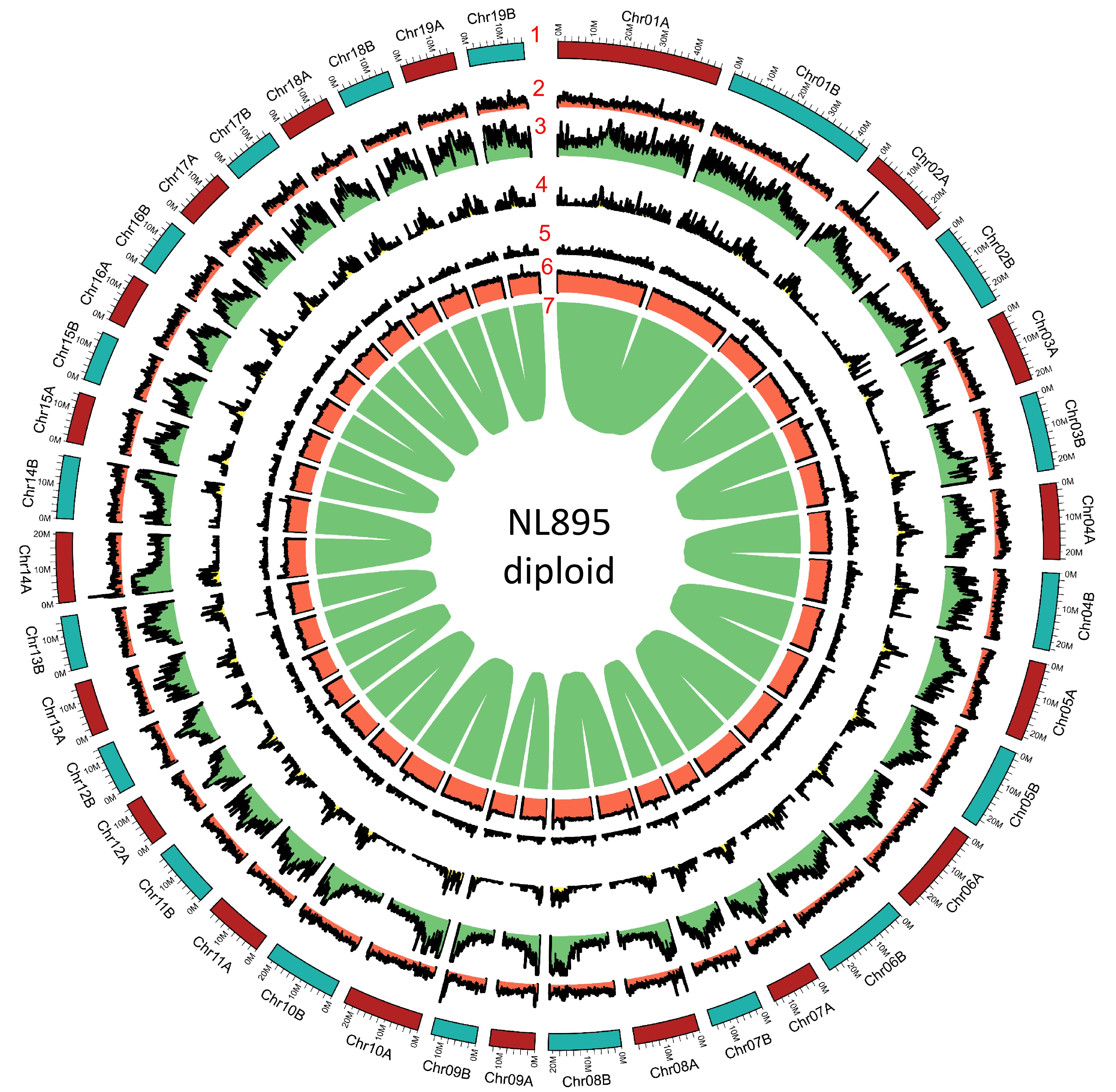 Haplotype-resolved genome assembly of poplar line NL895 provides a ...