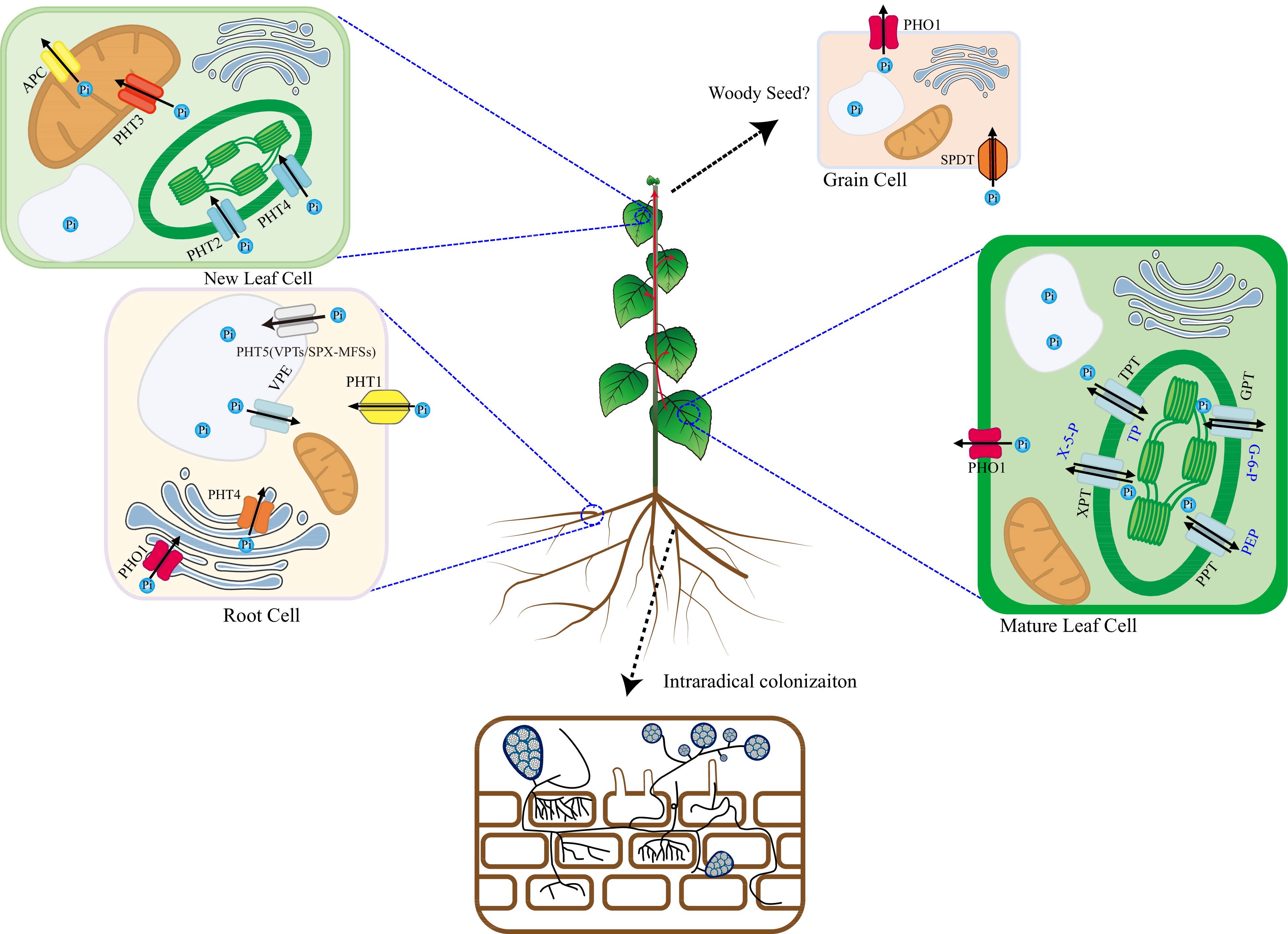Phosphorus Diagram