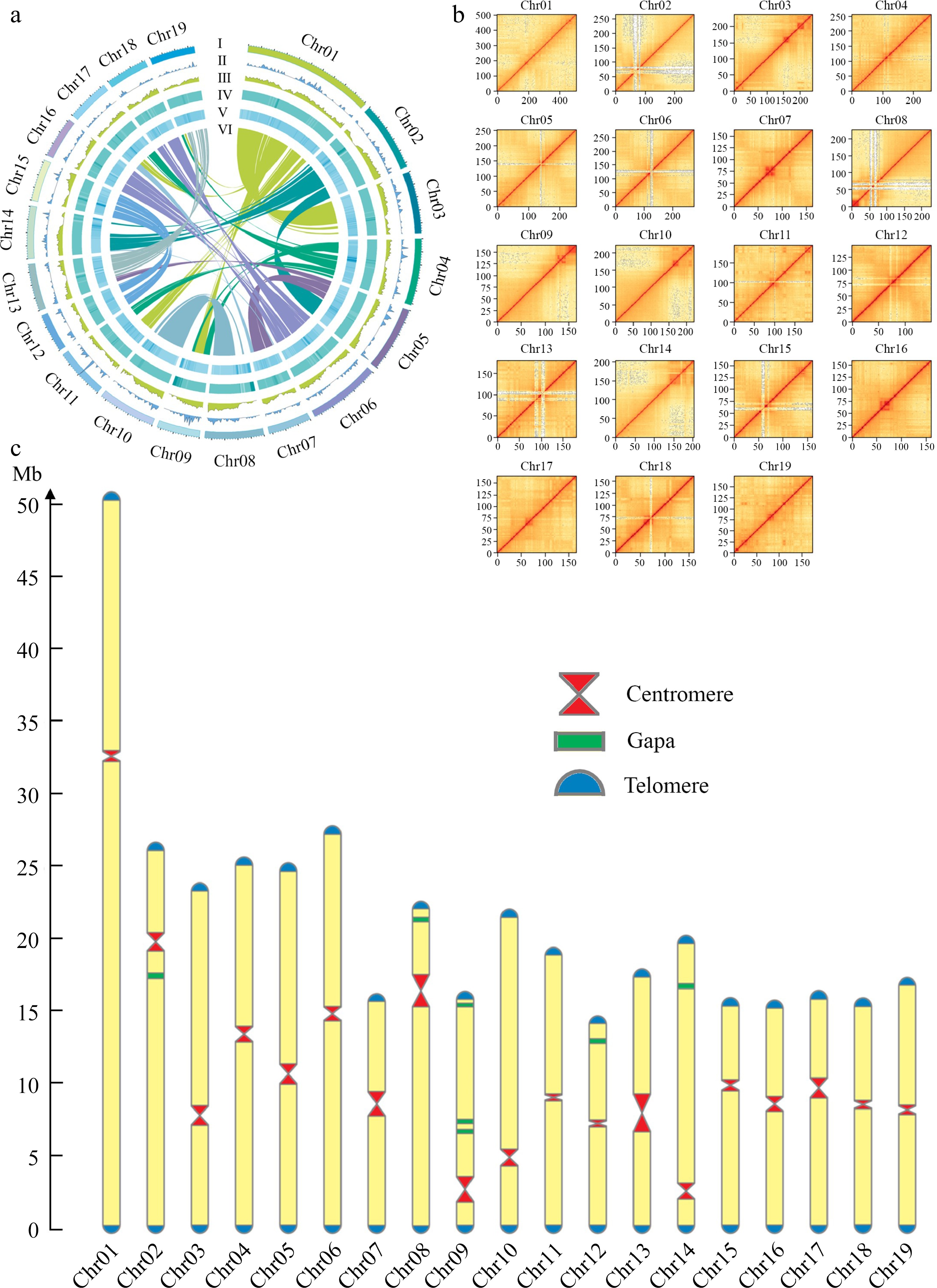 A nearly gapless, highly contiguous reference genome for a doubled ...