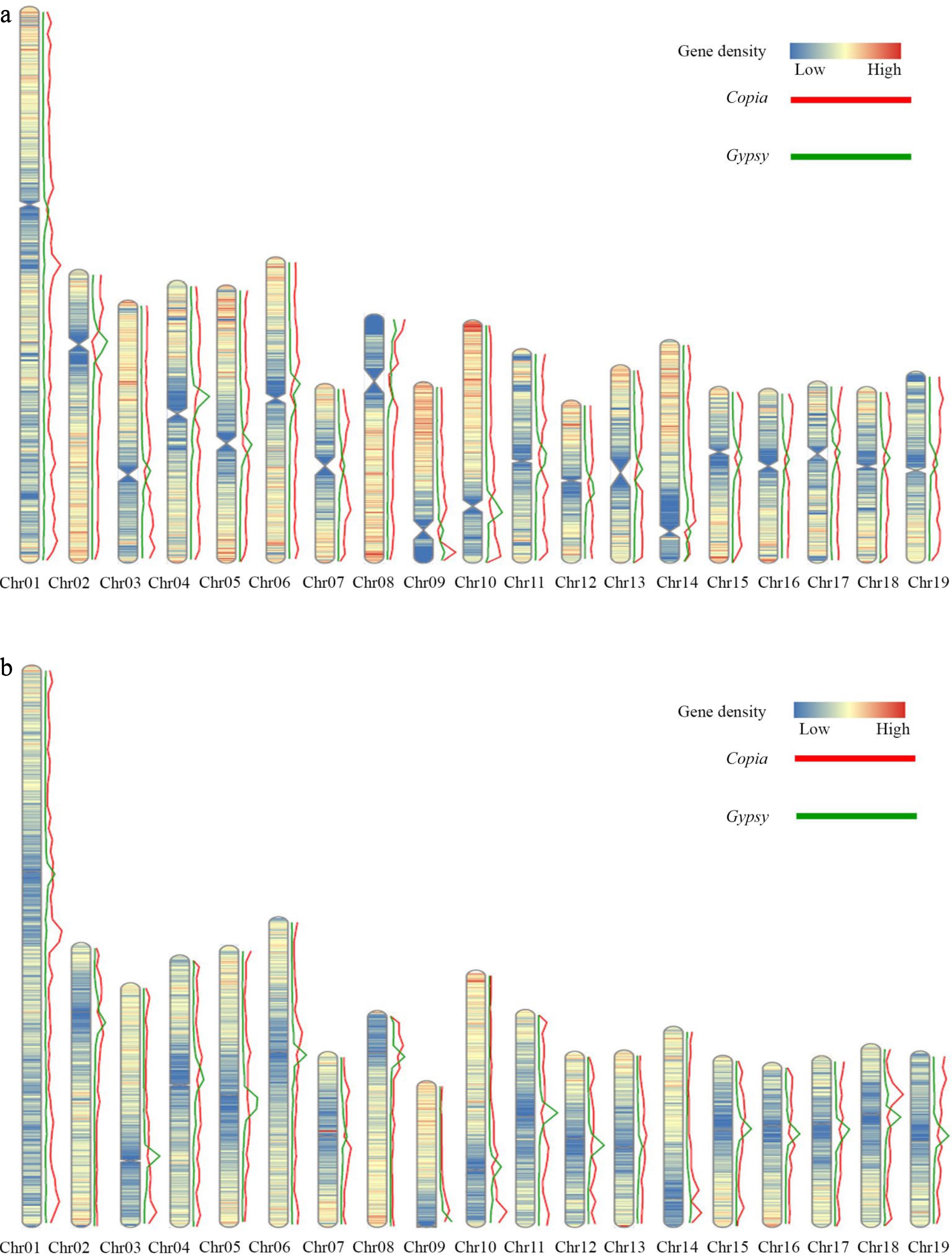 A nearly gapless, highly contiguous reference genome for a doubled ...