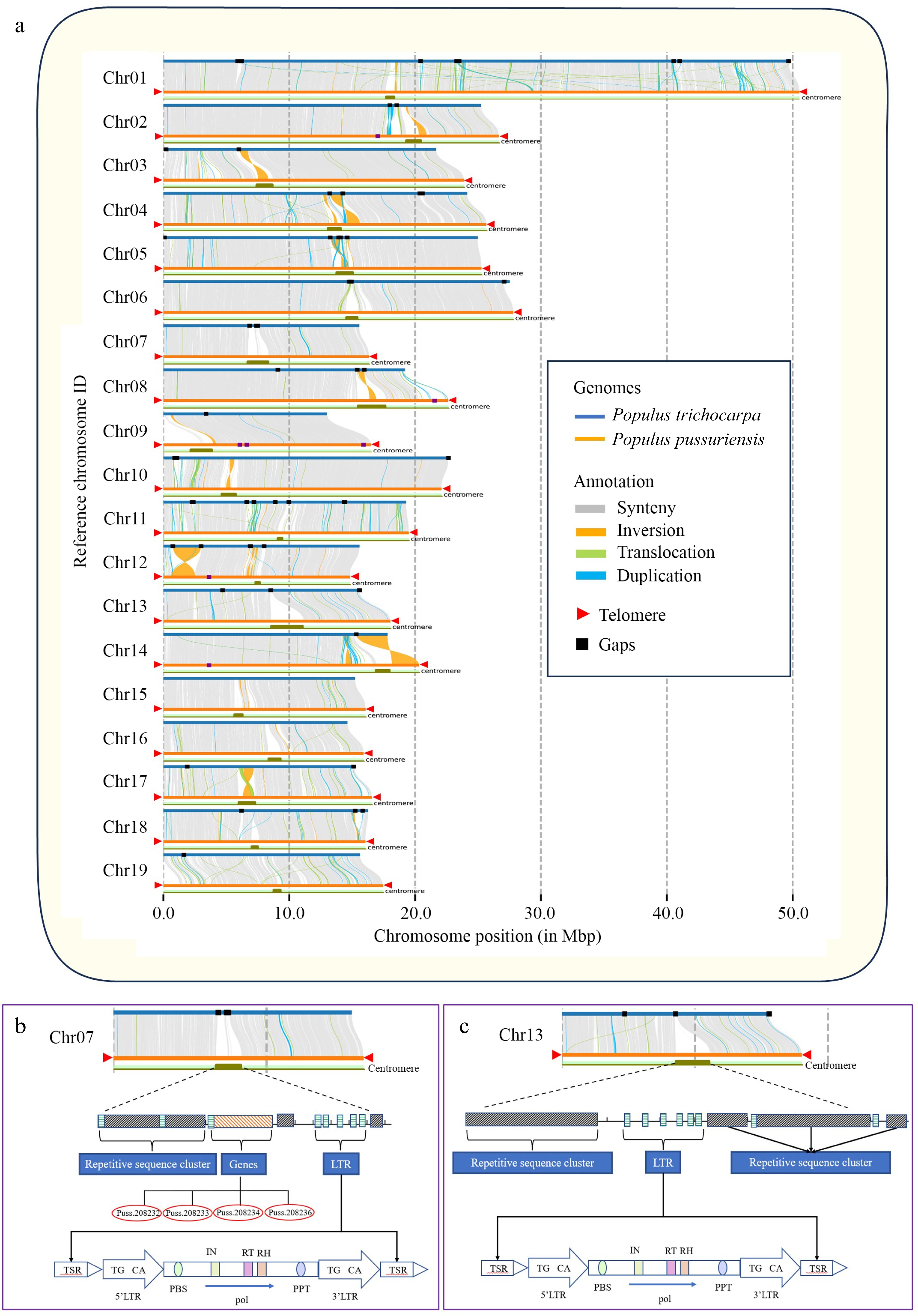A nearly gapless, highly contiguous reference genome for a doubled ...