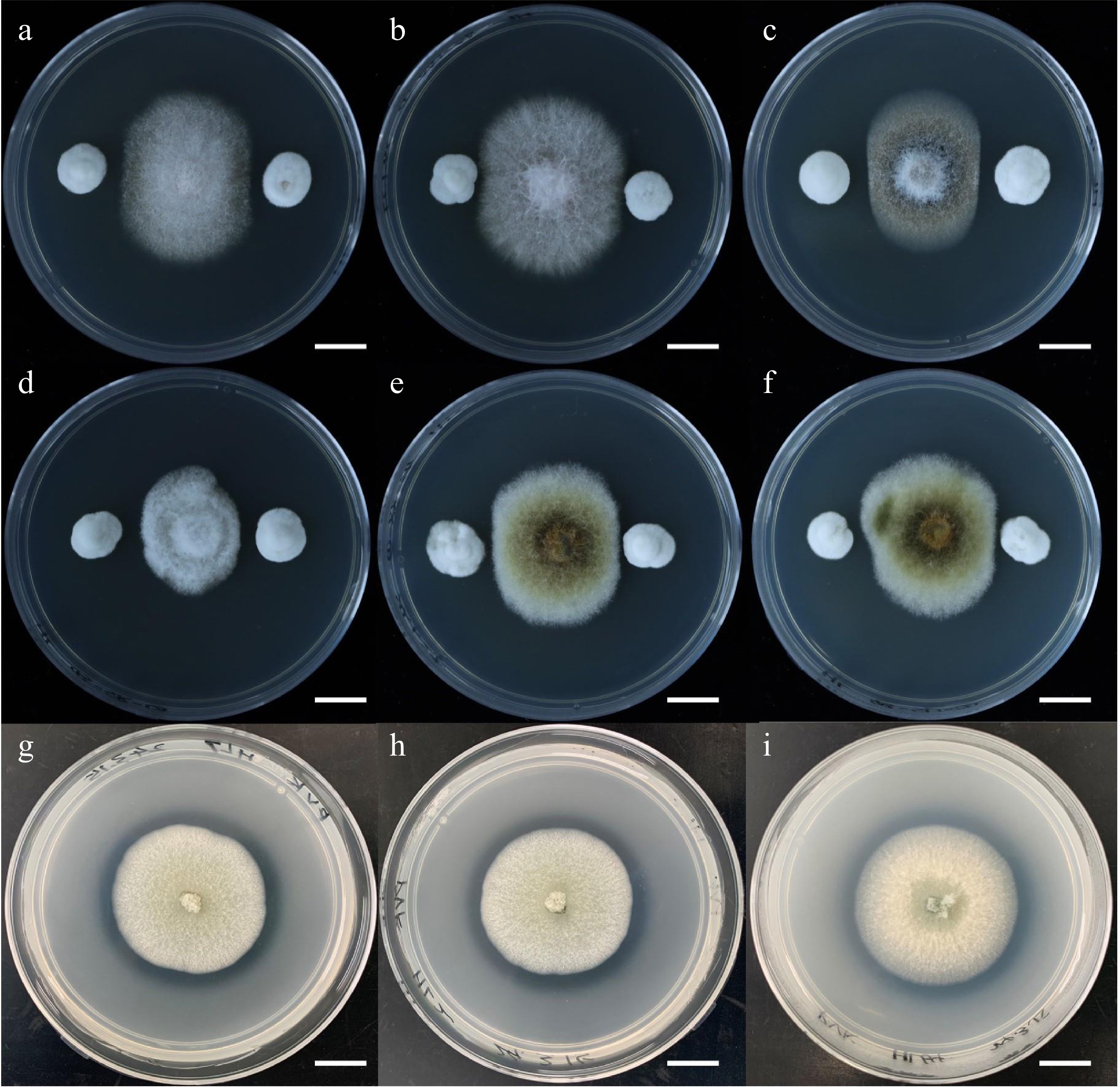 Advances in the beneficial endophytic fungi for the growth and health ...