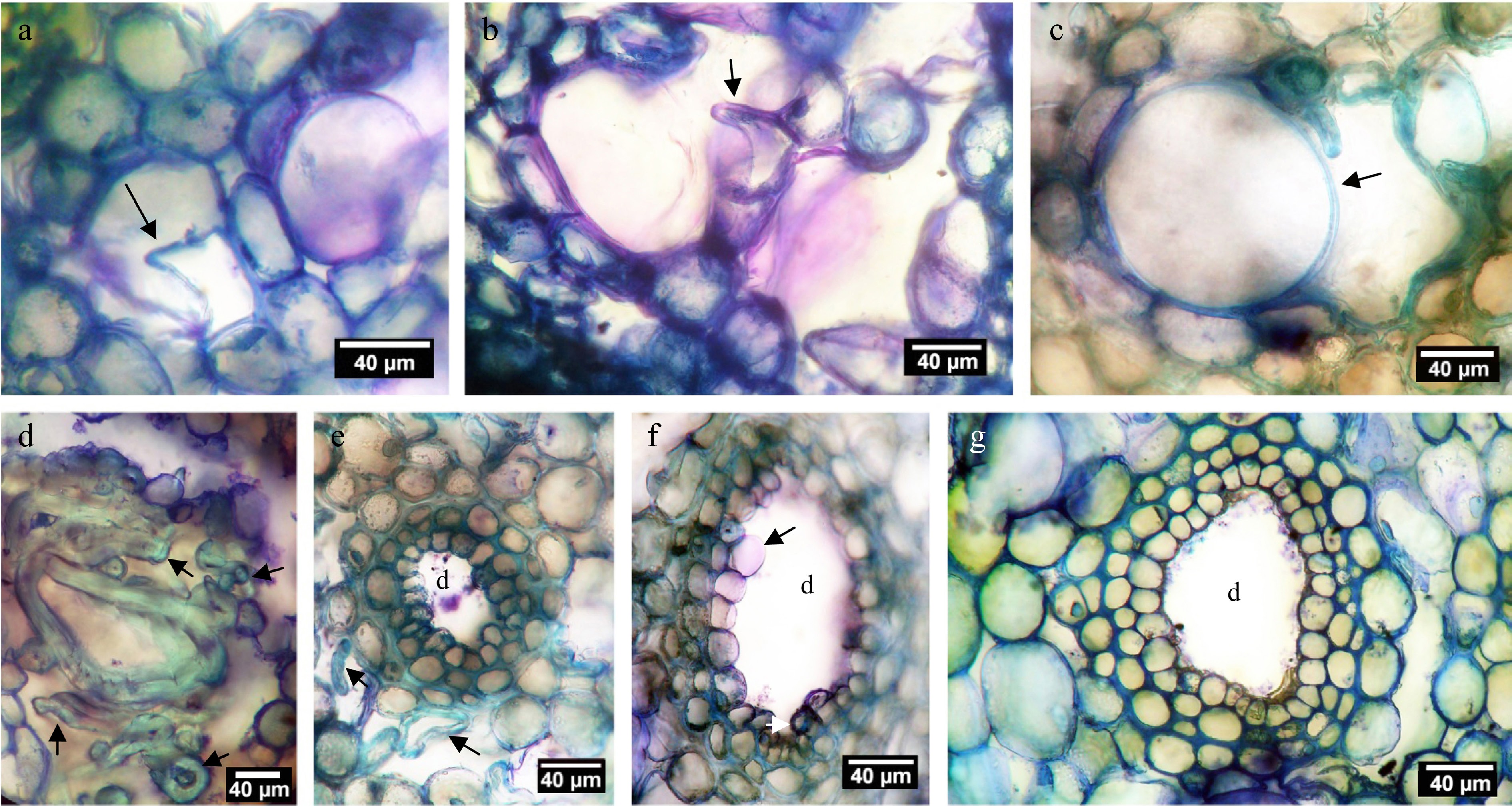 Responses of isolated balsam-fir stem segments to exogenous ACC, IAA ...