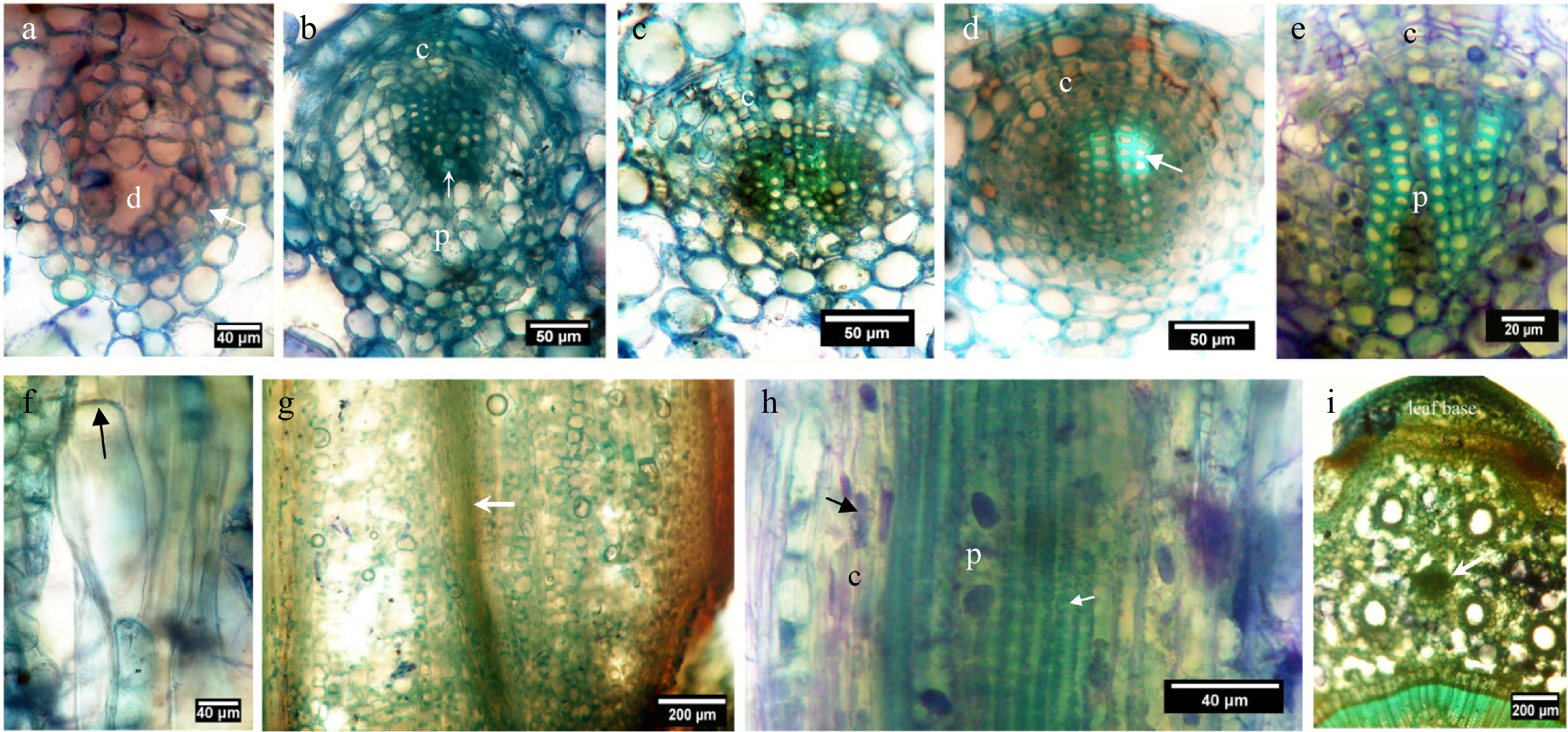 Responses of isolated balsam-fir stem segments to exogenous ACC, IAA ...