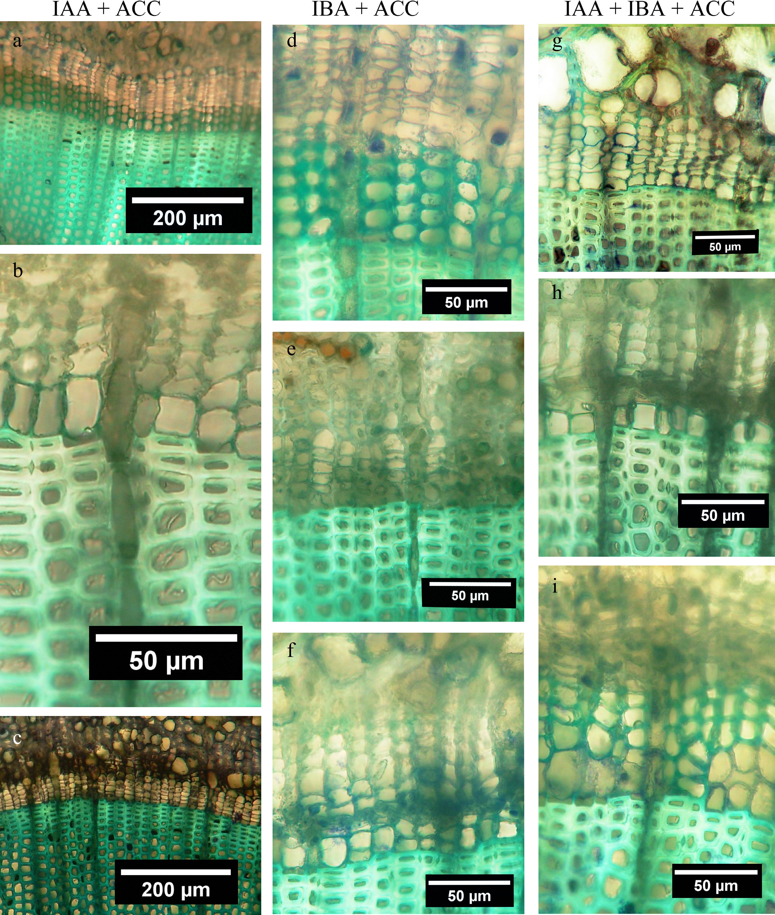 Responses of isolated balsam-fir stem segments to exogenous ACC, IAA ...