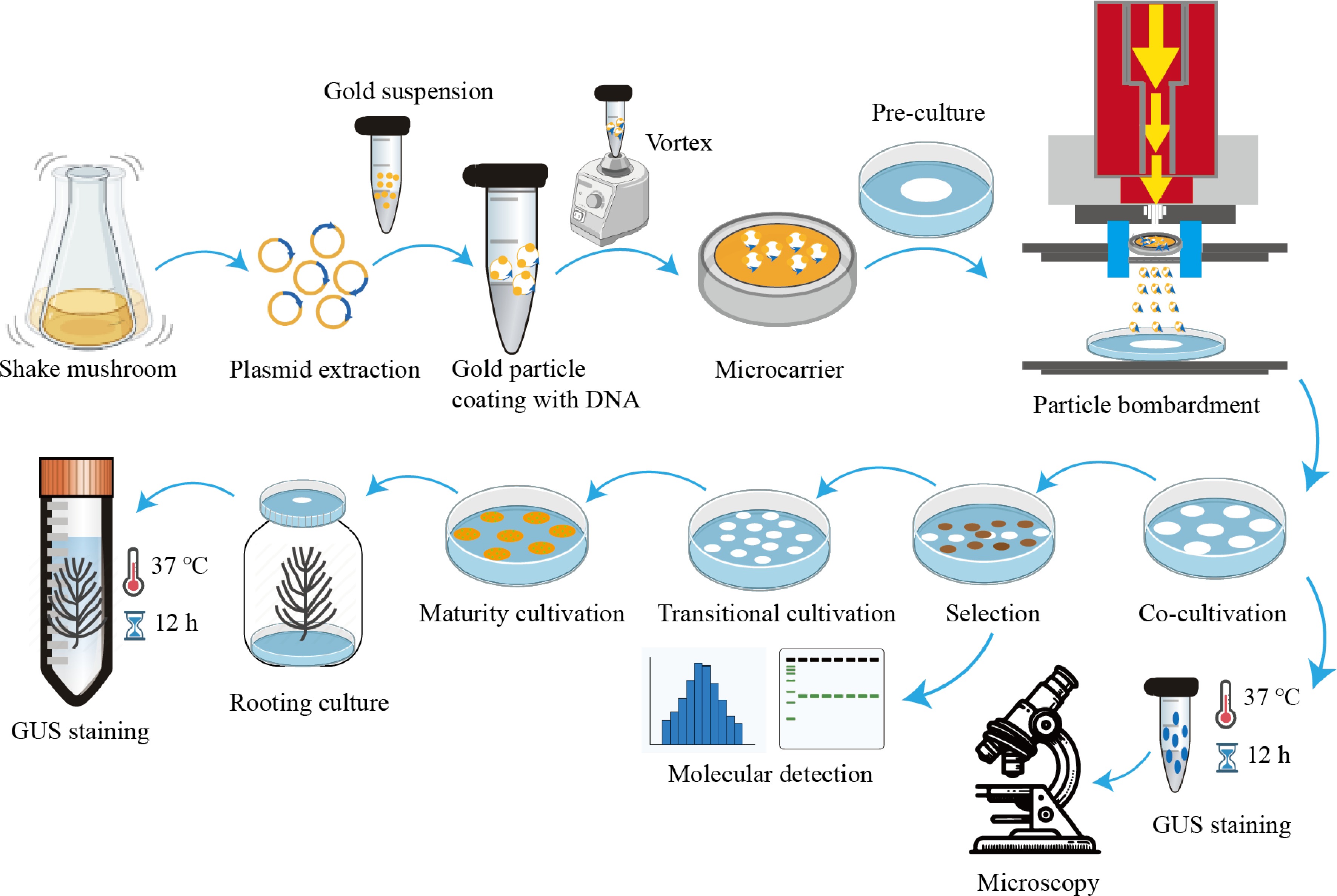 CRISPR/Cas9 ribonucleoprotein mediated DNA-free genome editing in larch