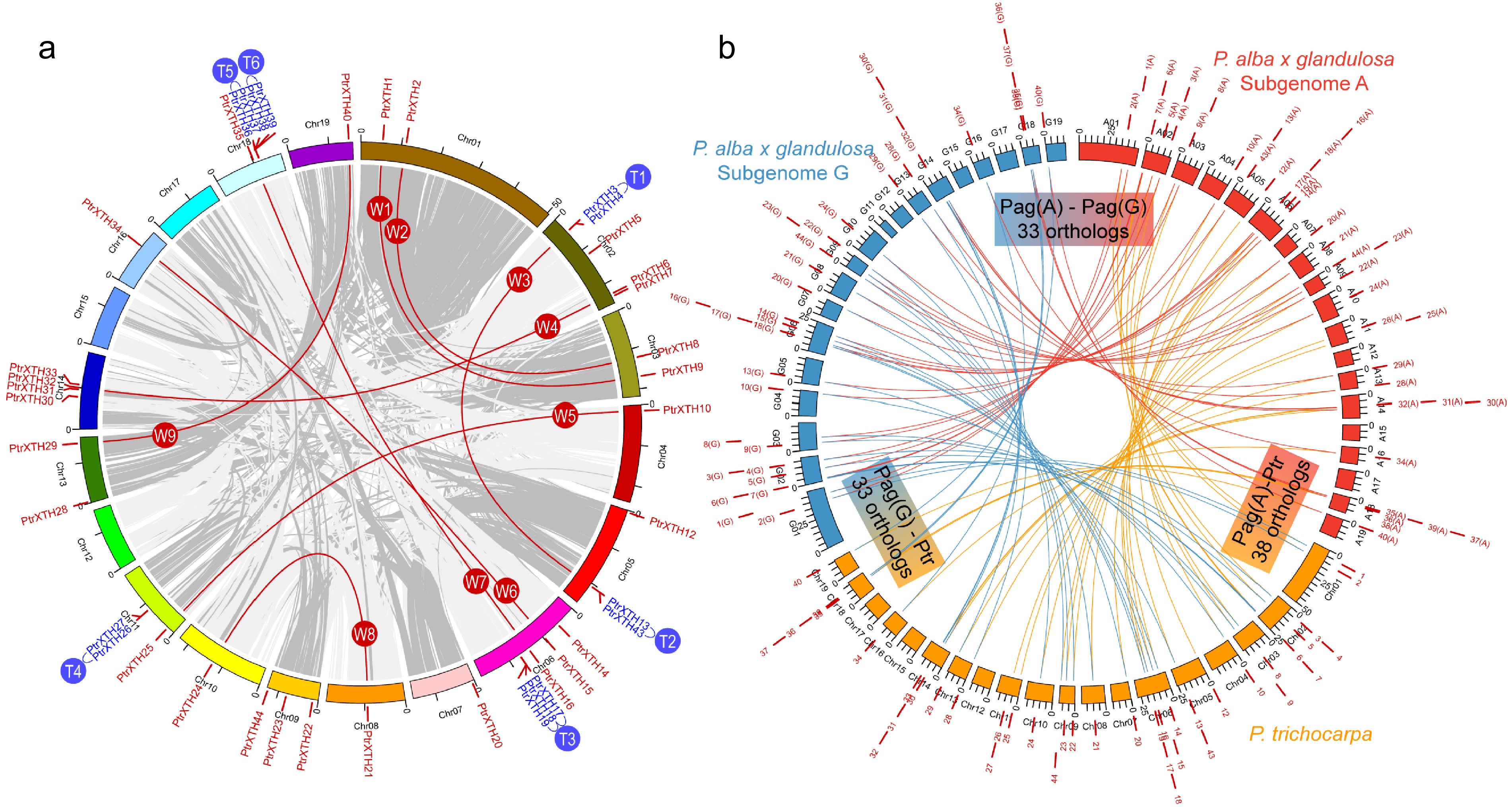 Identification of the xyloglucan endotransglycosylase/hydrolase genes ...