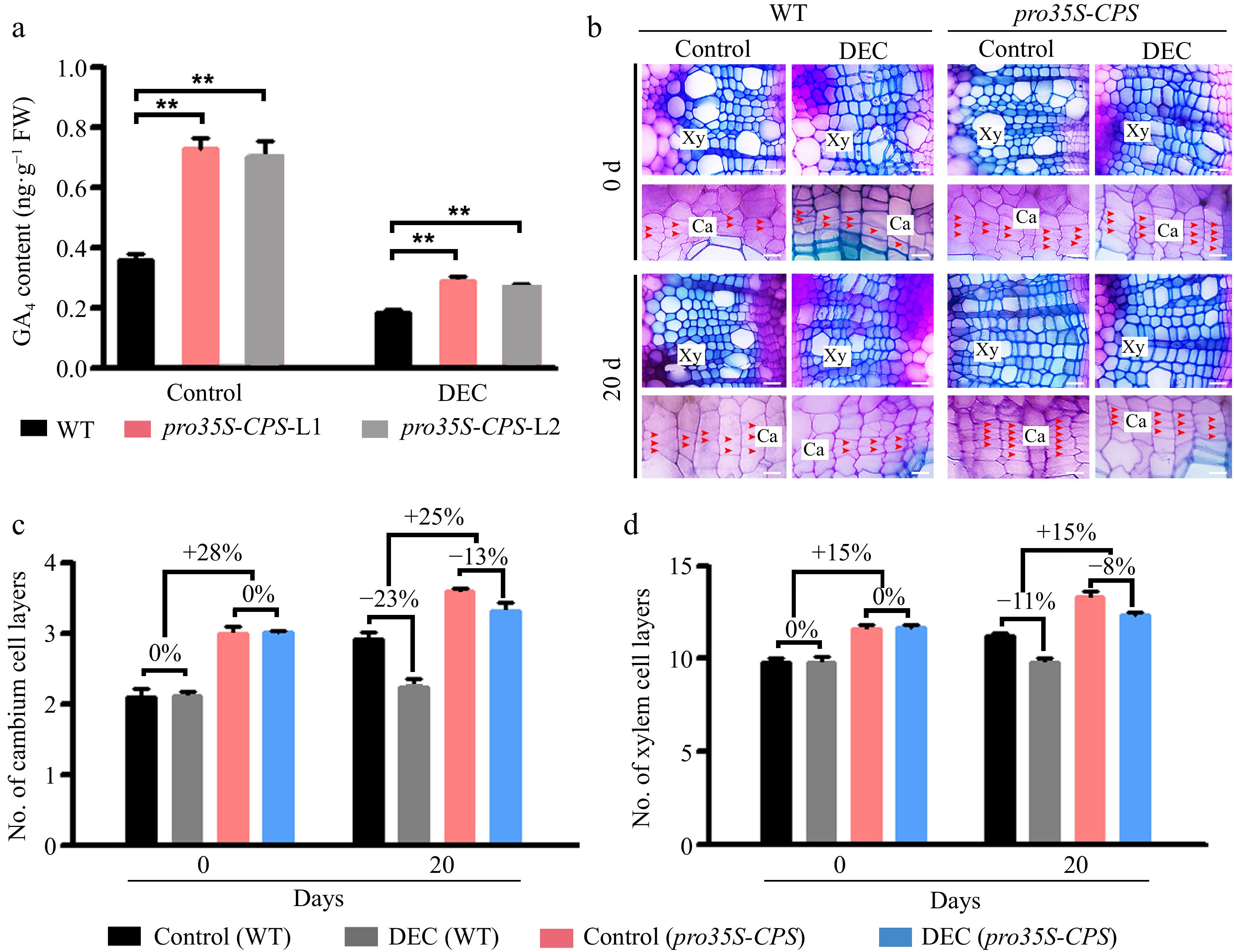 Locally biosynthesized gibberellins in Populus stems are involved in ...