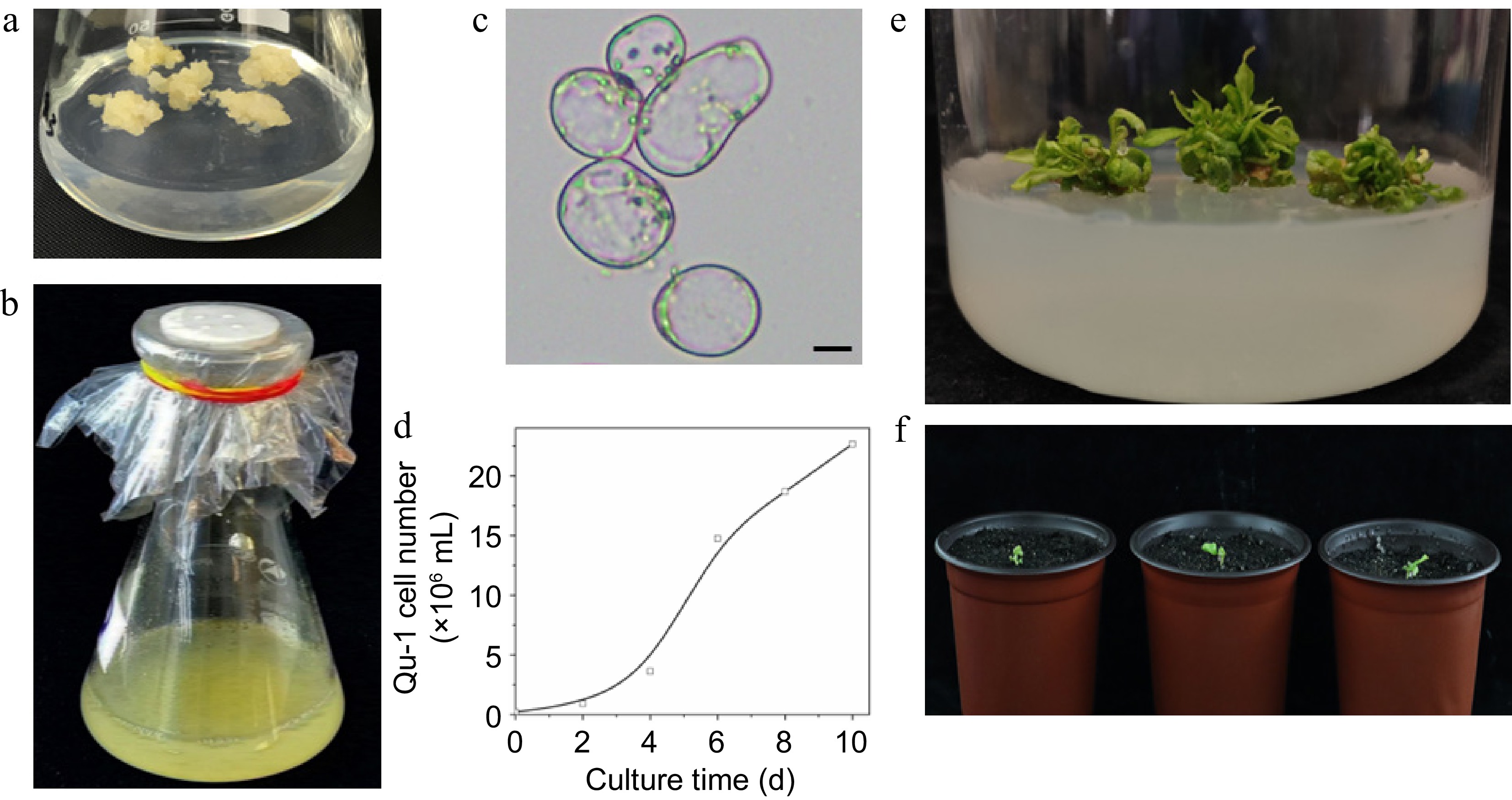 Qu-1 a transformation-and regeneration-amenable doubled haploid cell line with a reference ...