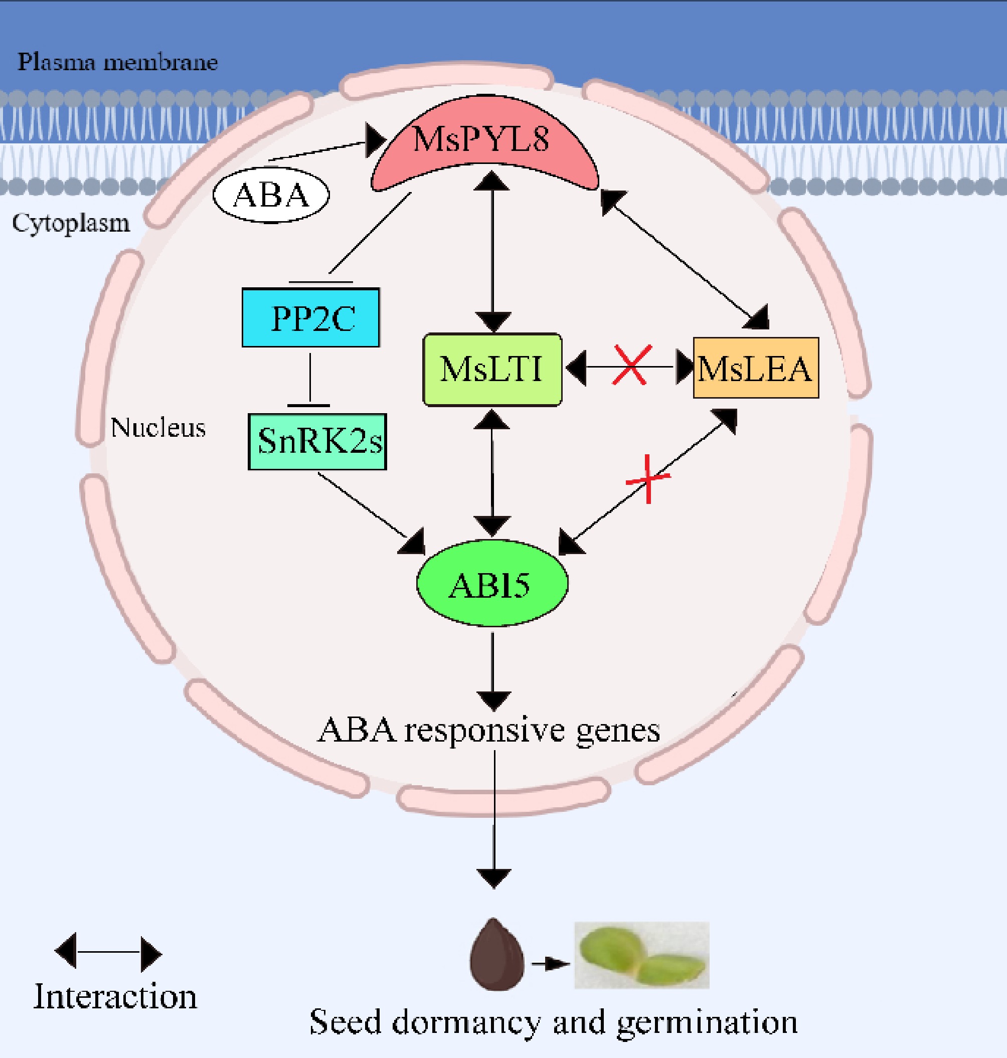 Identification of Malus sieversii ABA receptor PYL8 interacting ...