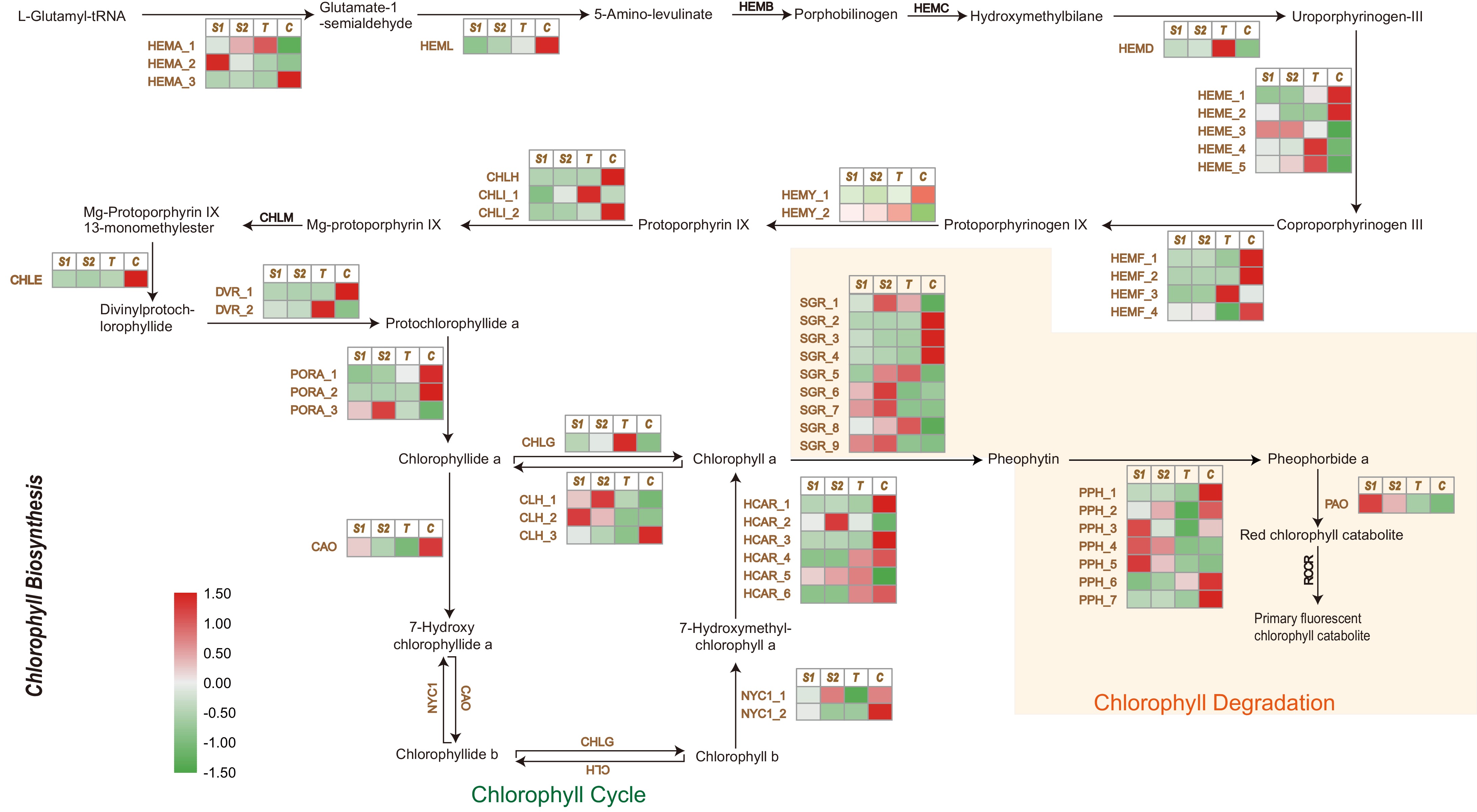 PORA1/2 -dependent chlorophyll biosynthesis coordinates with carotenoid ...