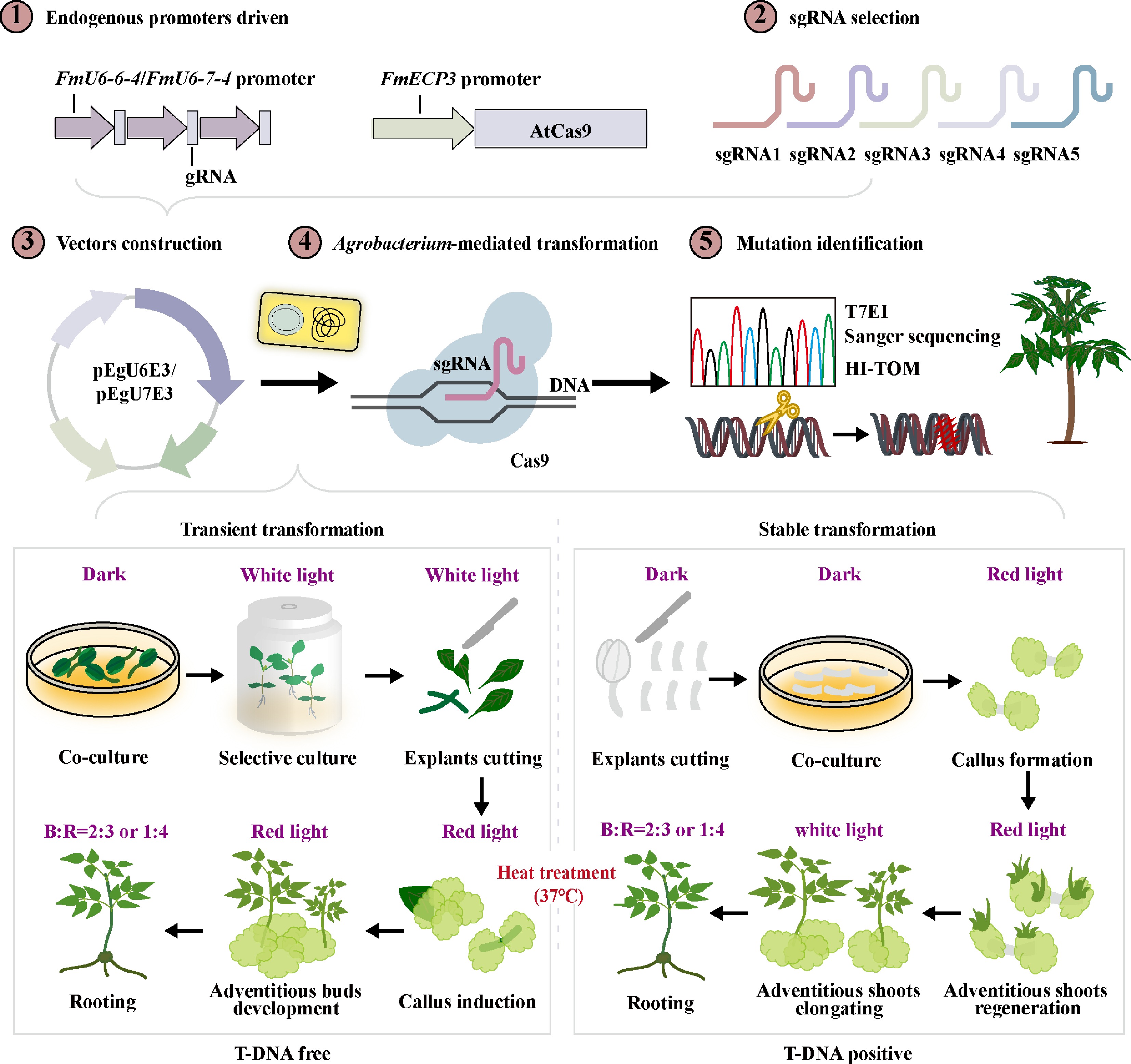 Development of an endogenous promoter-driven CRISPR/Cas9 system for ...