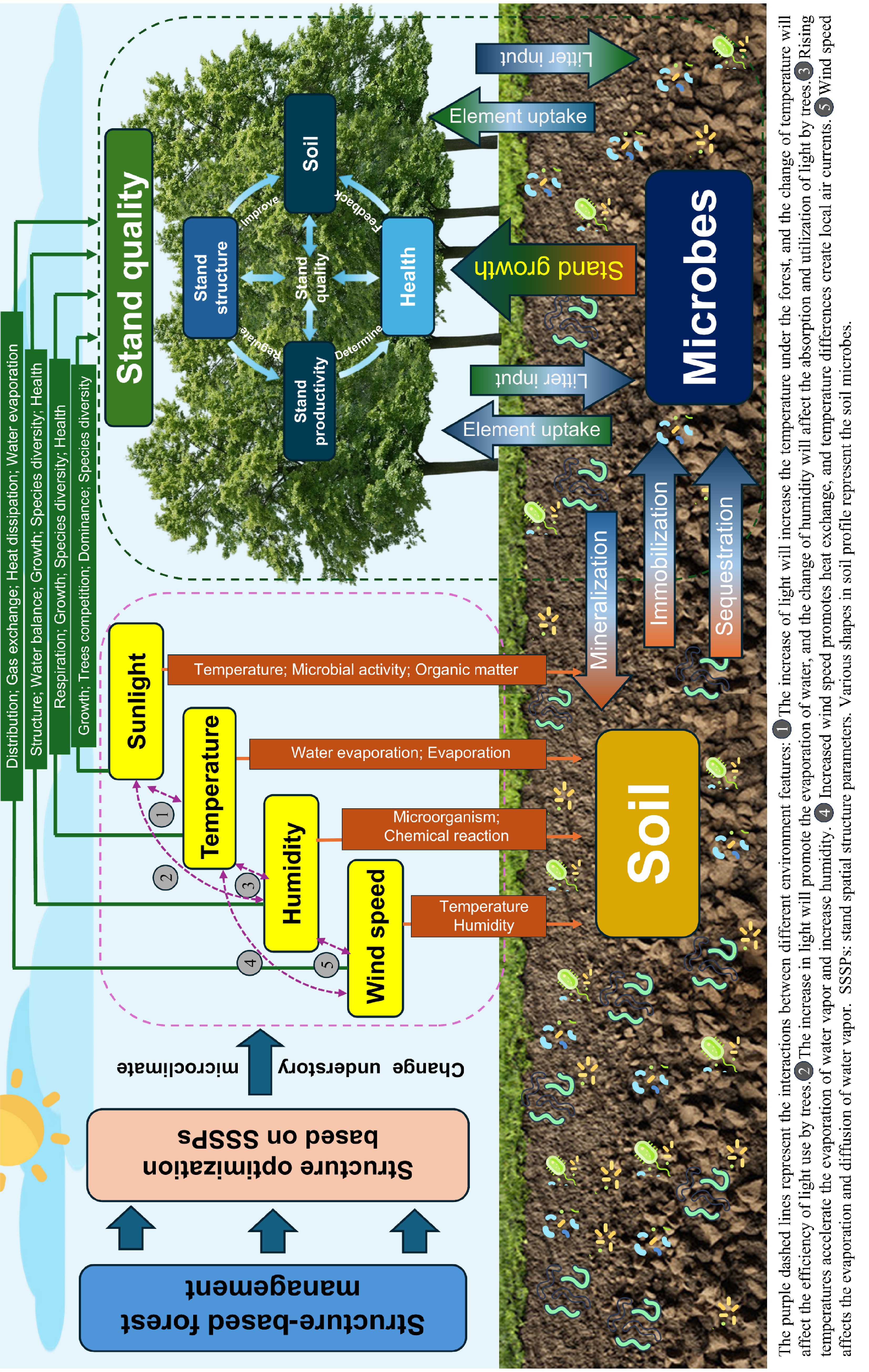 Optimizing forest structure for sustainability: a review of structure ...