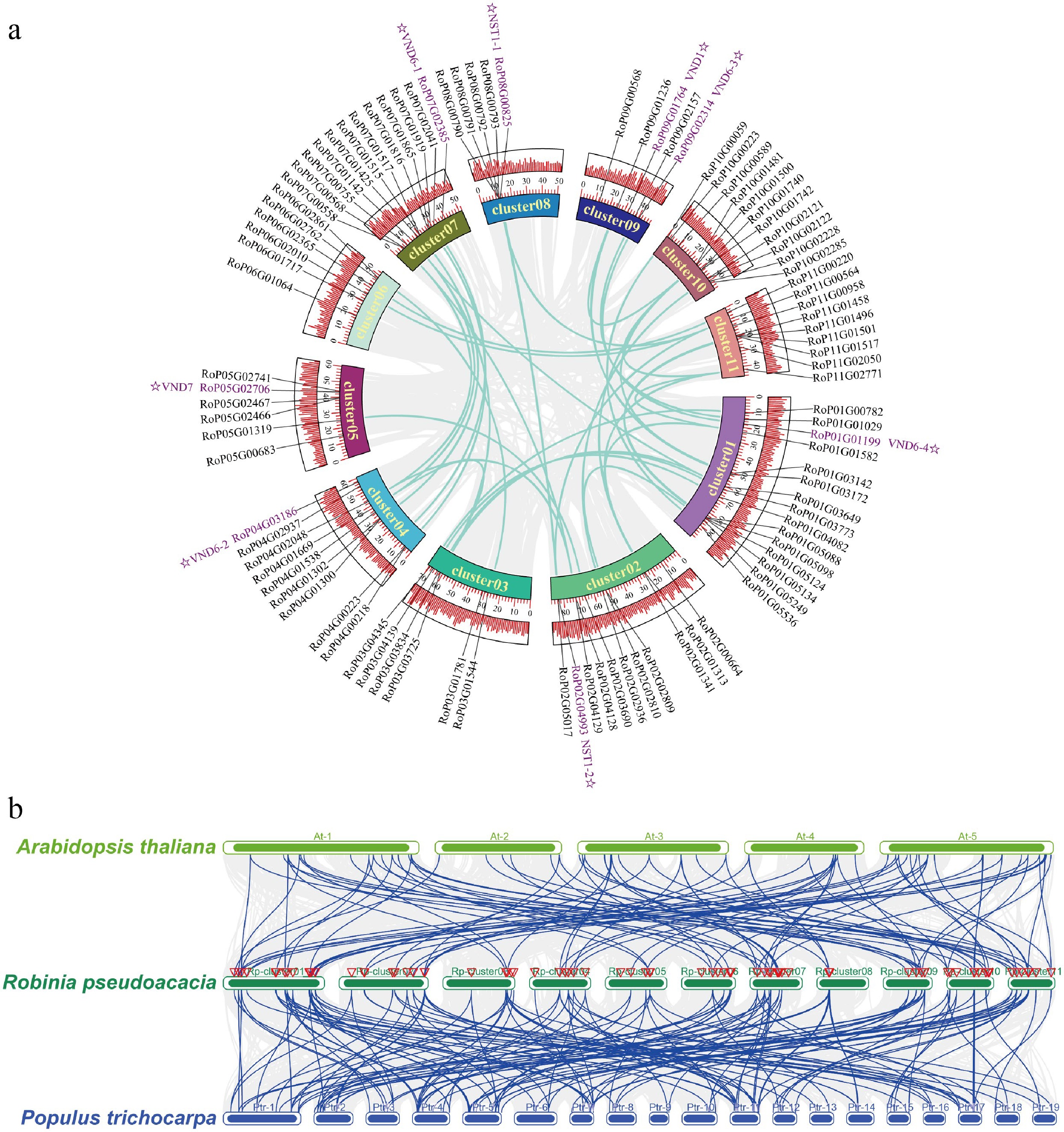 Genome and transcriptomics provide insights on stipular spine ...