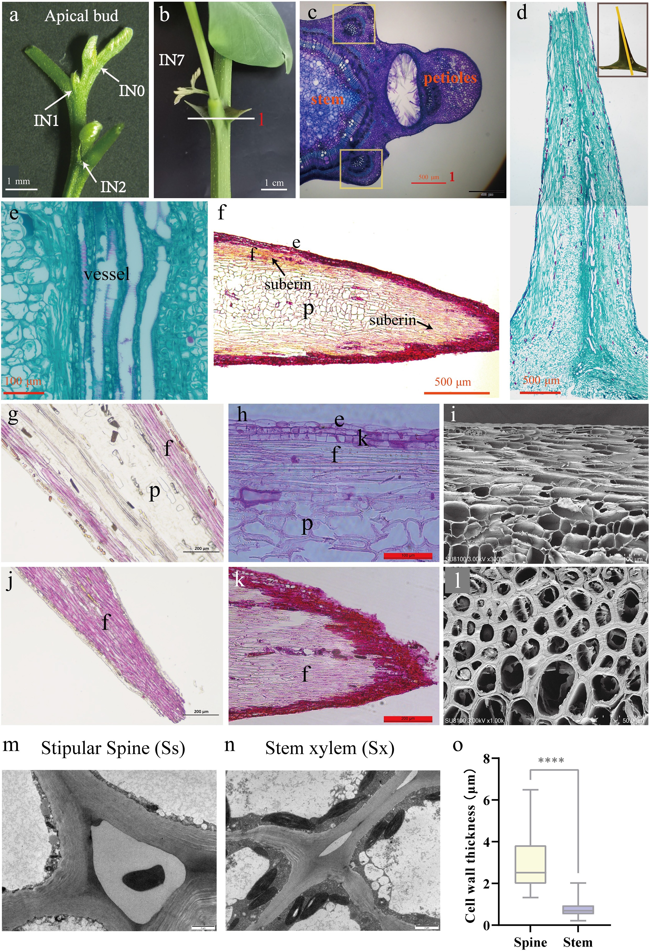 Genome and transcriptomics provide insights on stipular spine ...