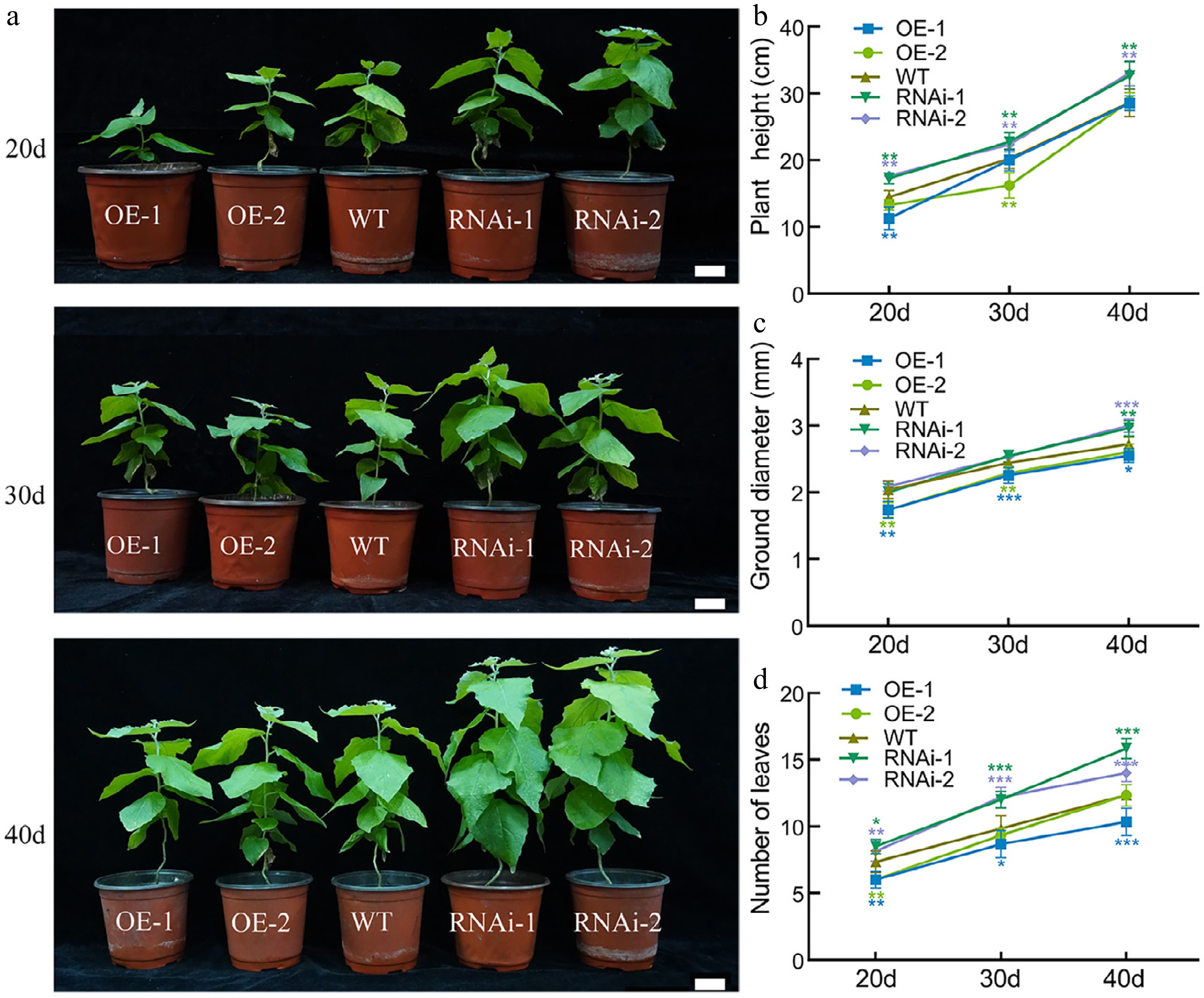 PagbZIP60 negatively regulates poplar salt tolerance and carbon ...