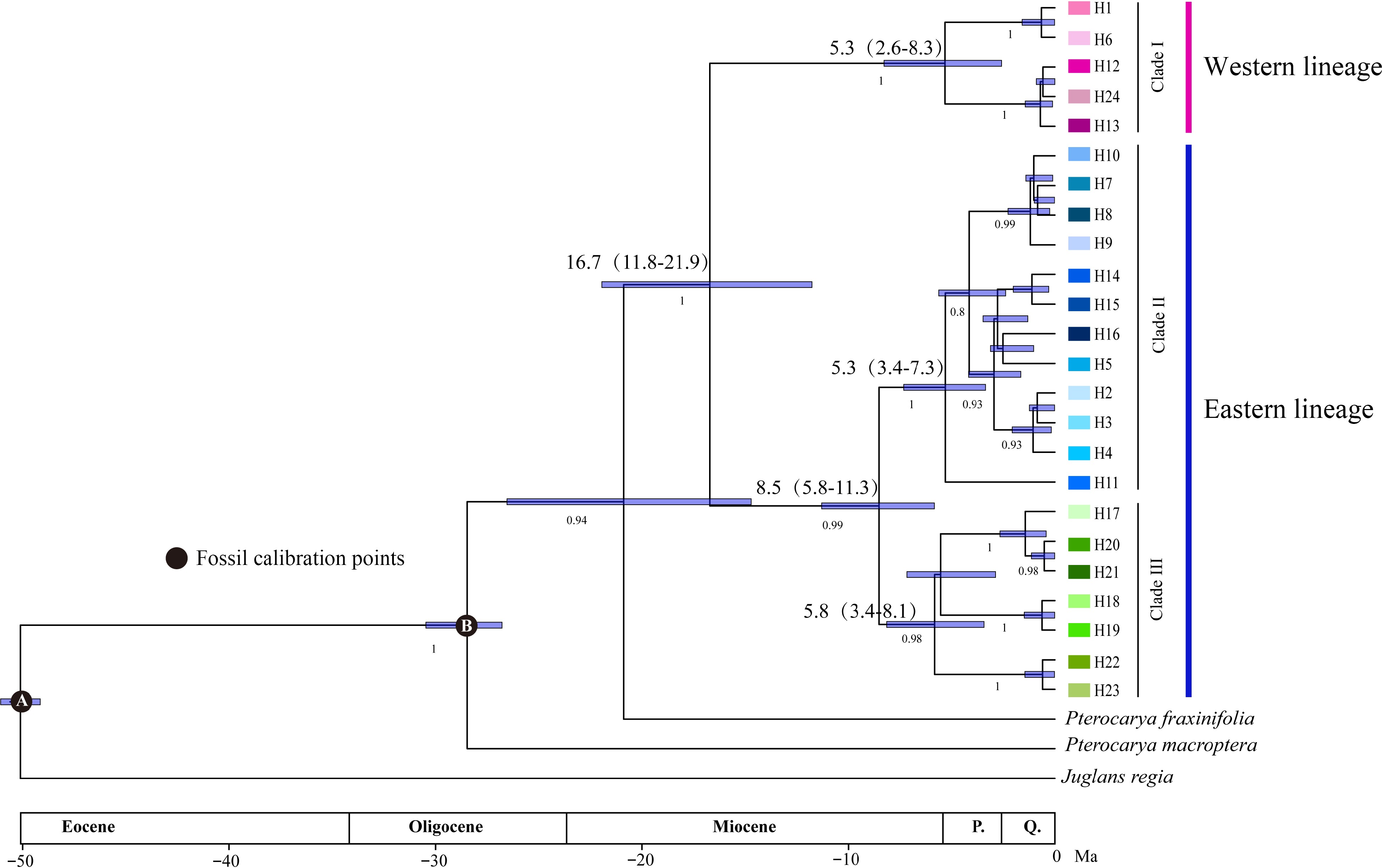 Phylogeography of Pterocarya hupehensis reveals the evolutionary ...