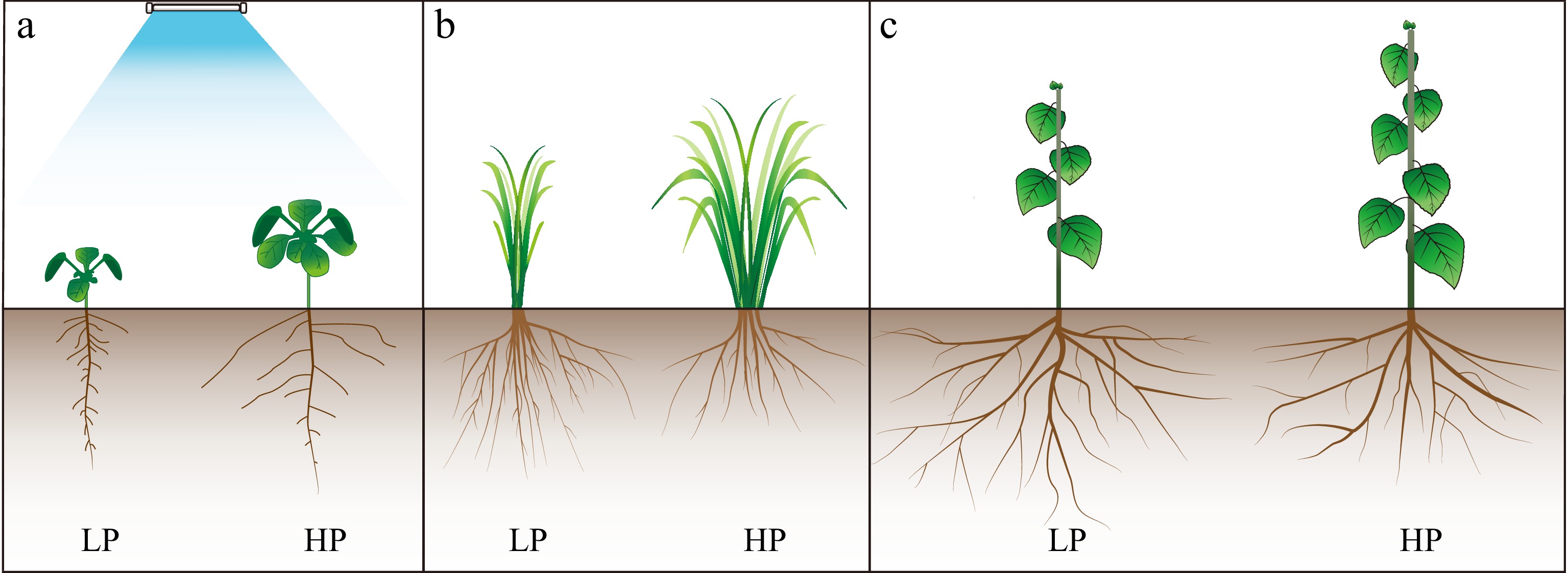 Phosphorus uptake, transport, and signaling in woody and model plants