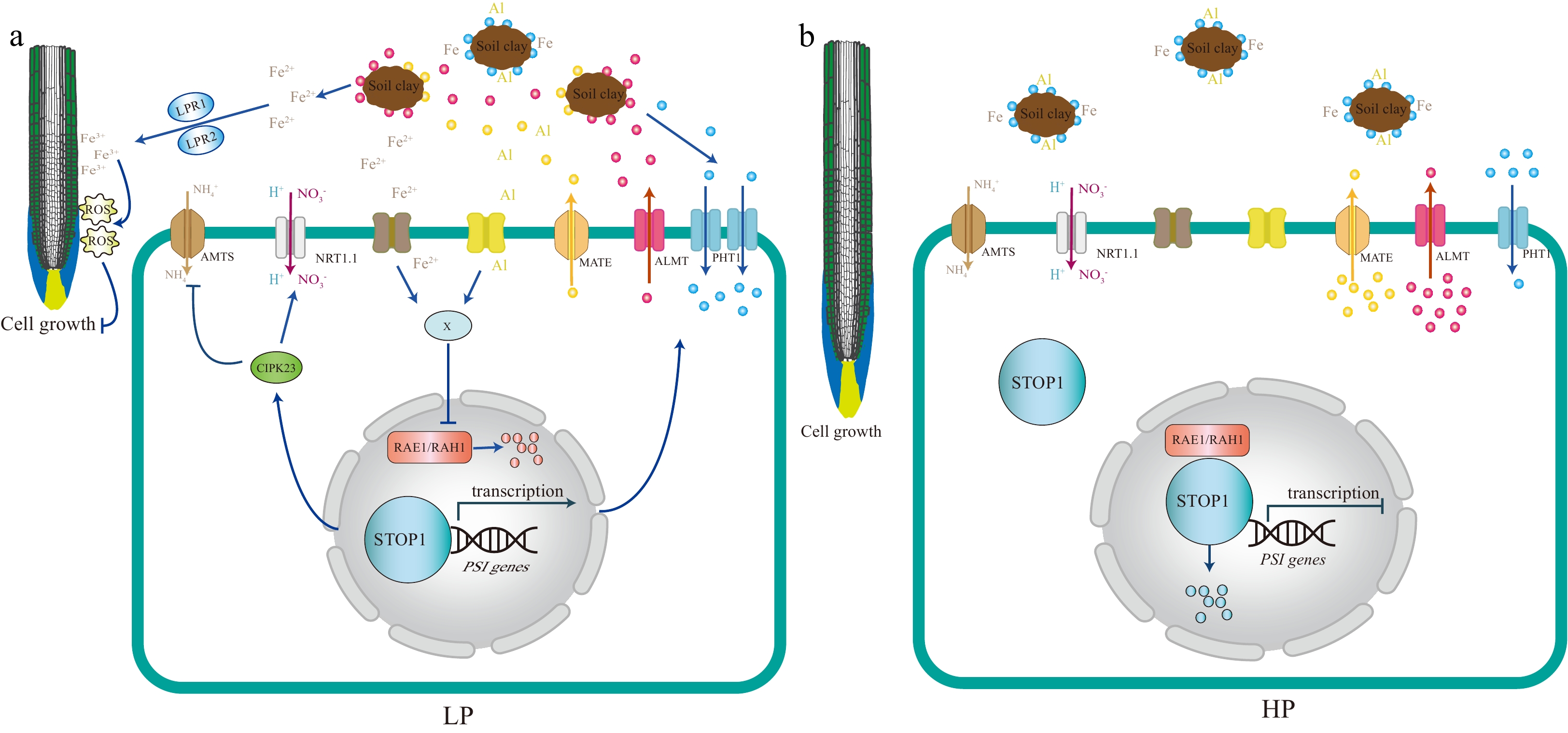 Phosphorus uptake, transport, and signaling in woody and model plants