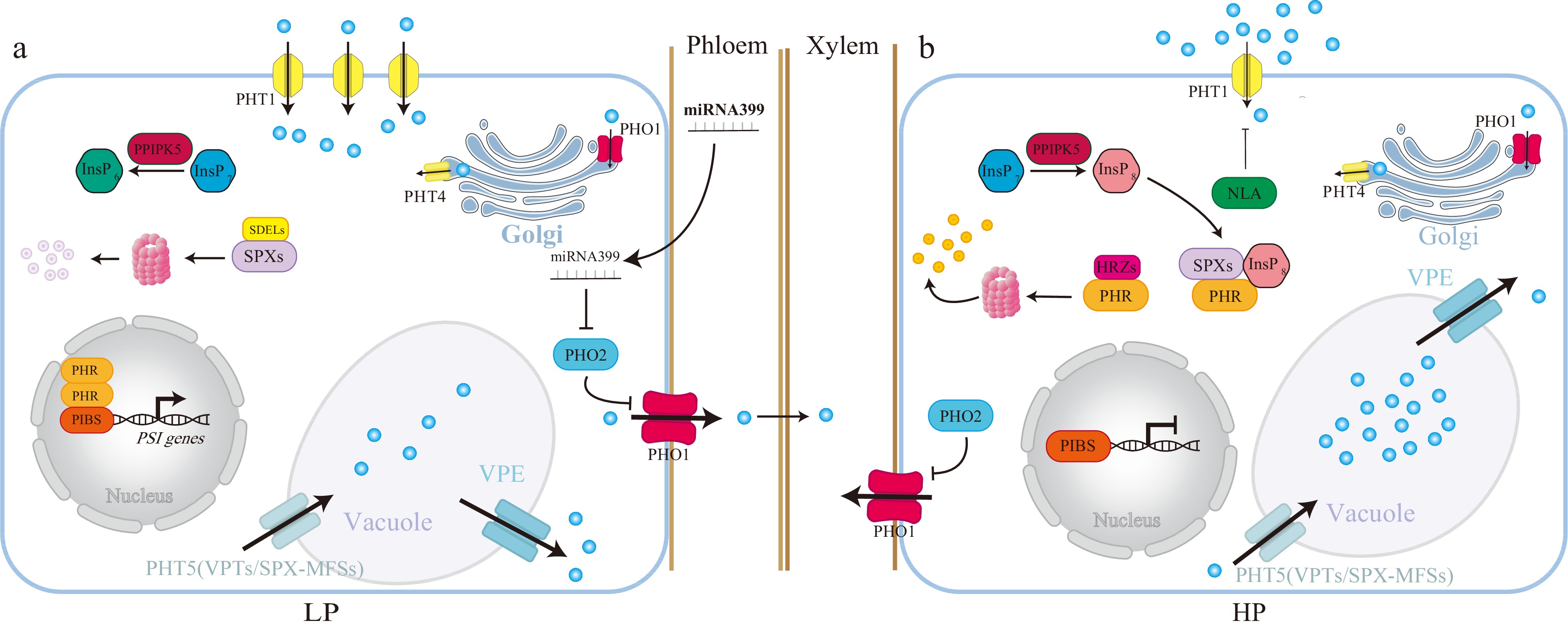 Phosphorus uptake, transport, and signaling in woody and model plants