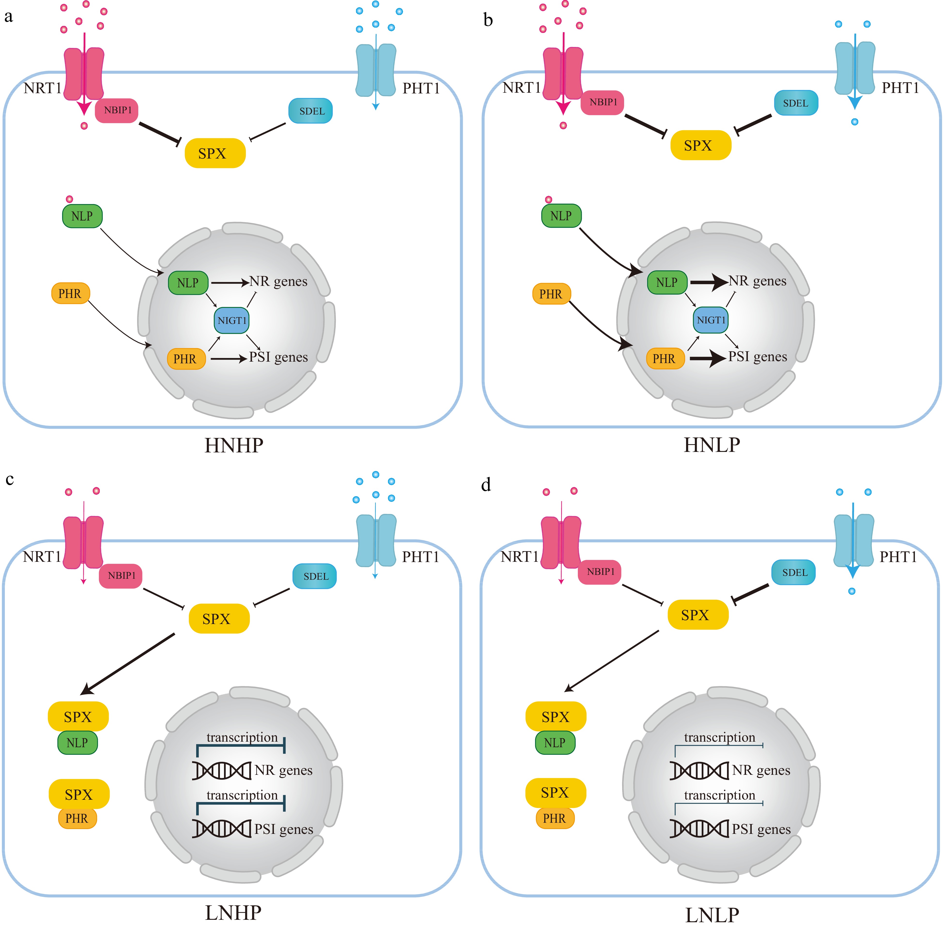Phosphorus uptake, transport, and signaling in woody and model plants