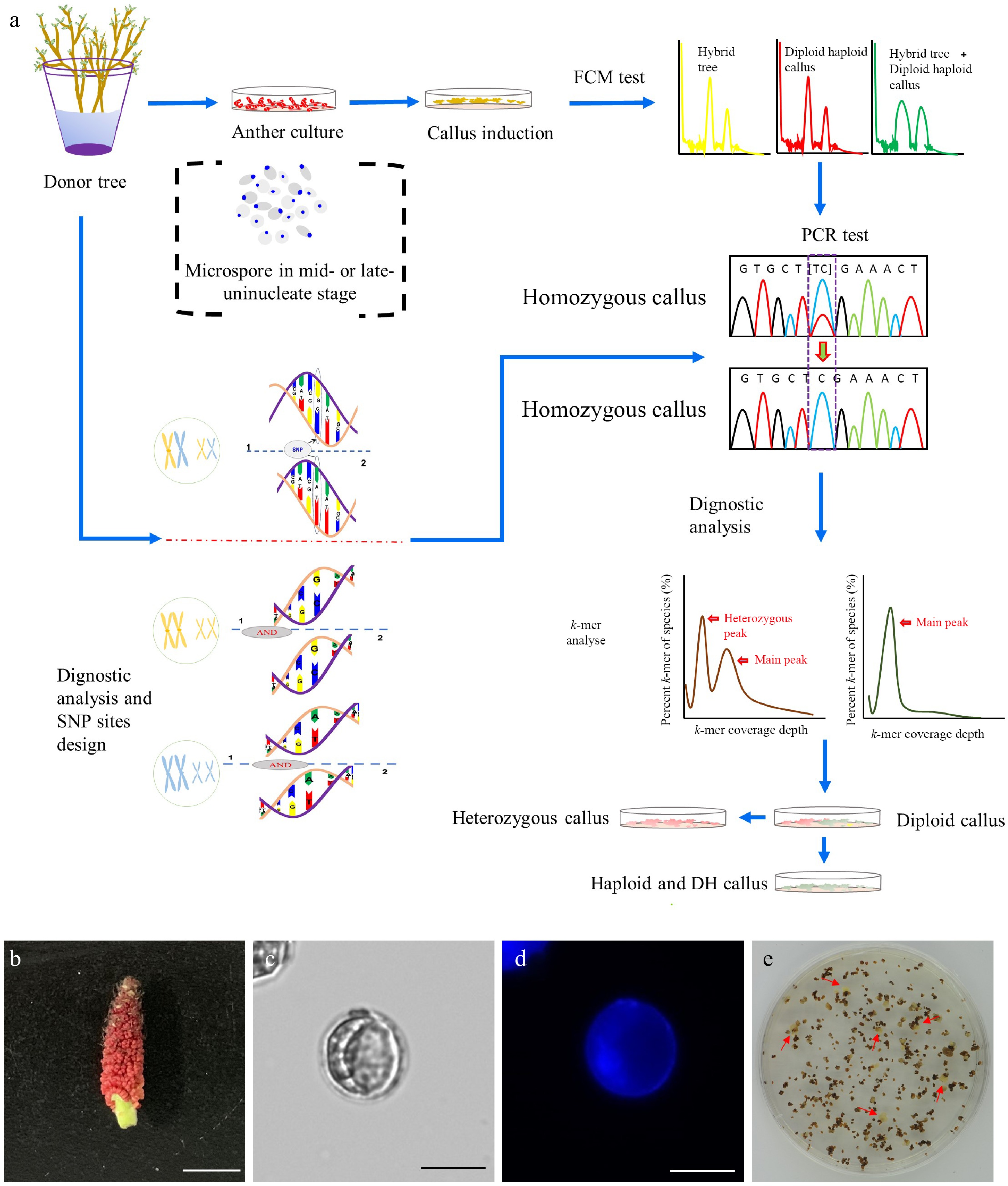 A nearly gapless, highly contiguous reference genome for a doubled ...