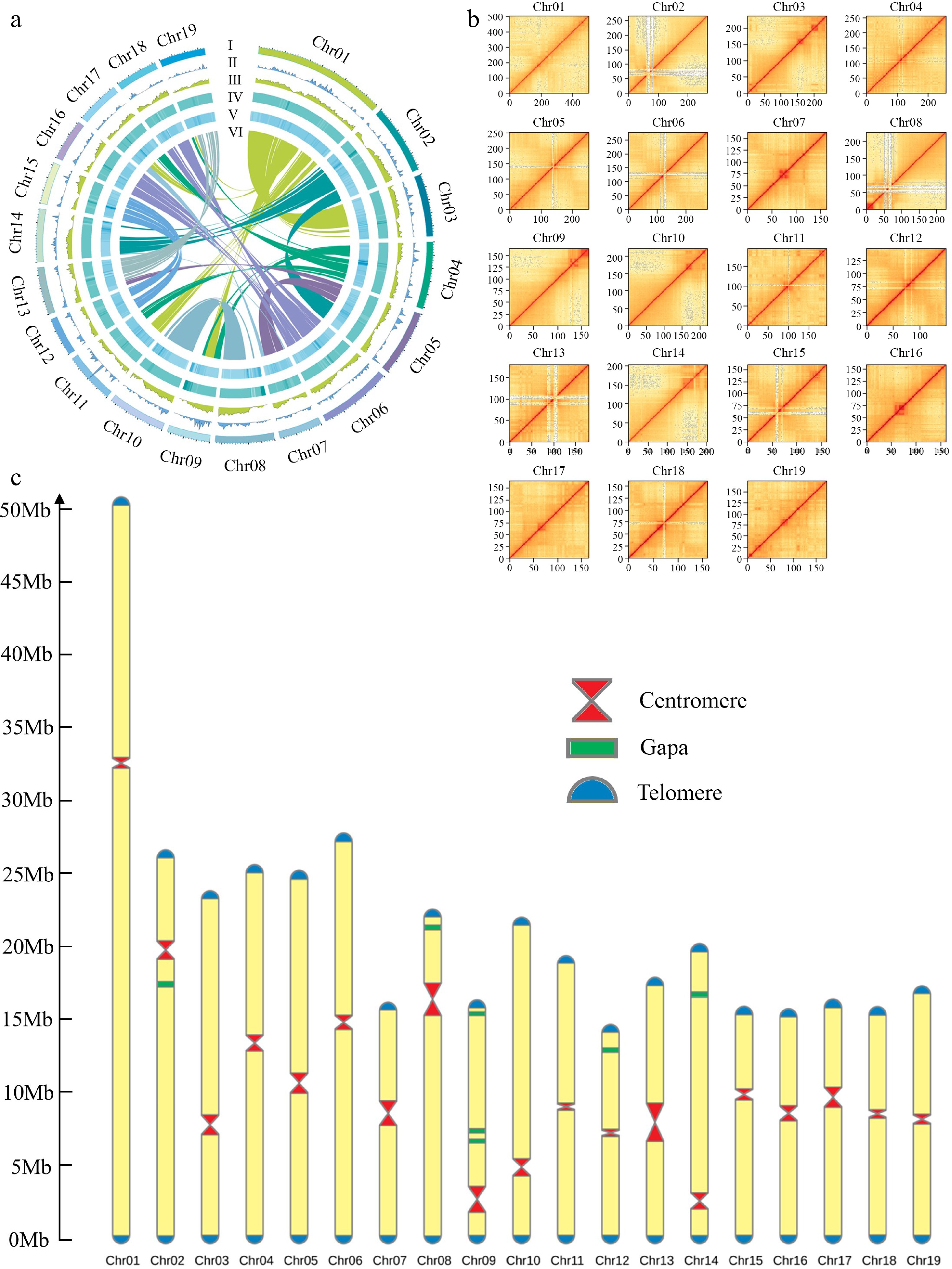 A nearly gapless, highly contiguous reference genome for a doubled ...