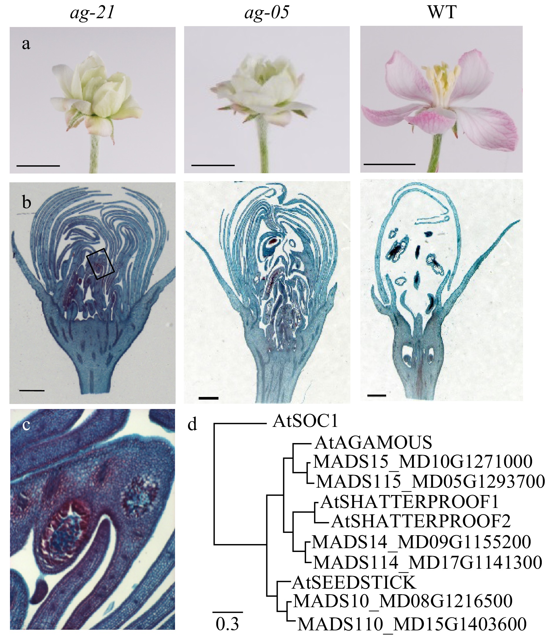 Coreless apples generated by the suppression of carpel genes and ...