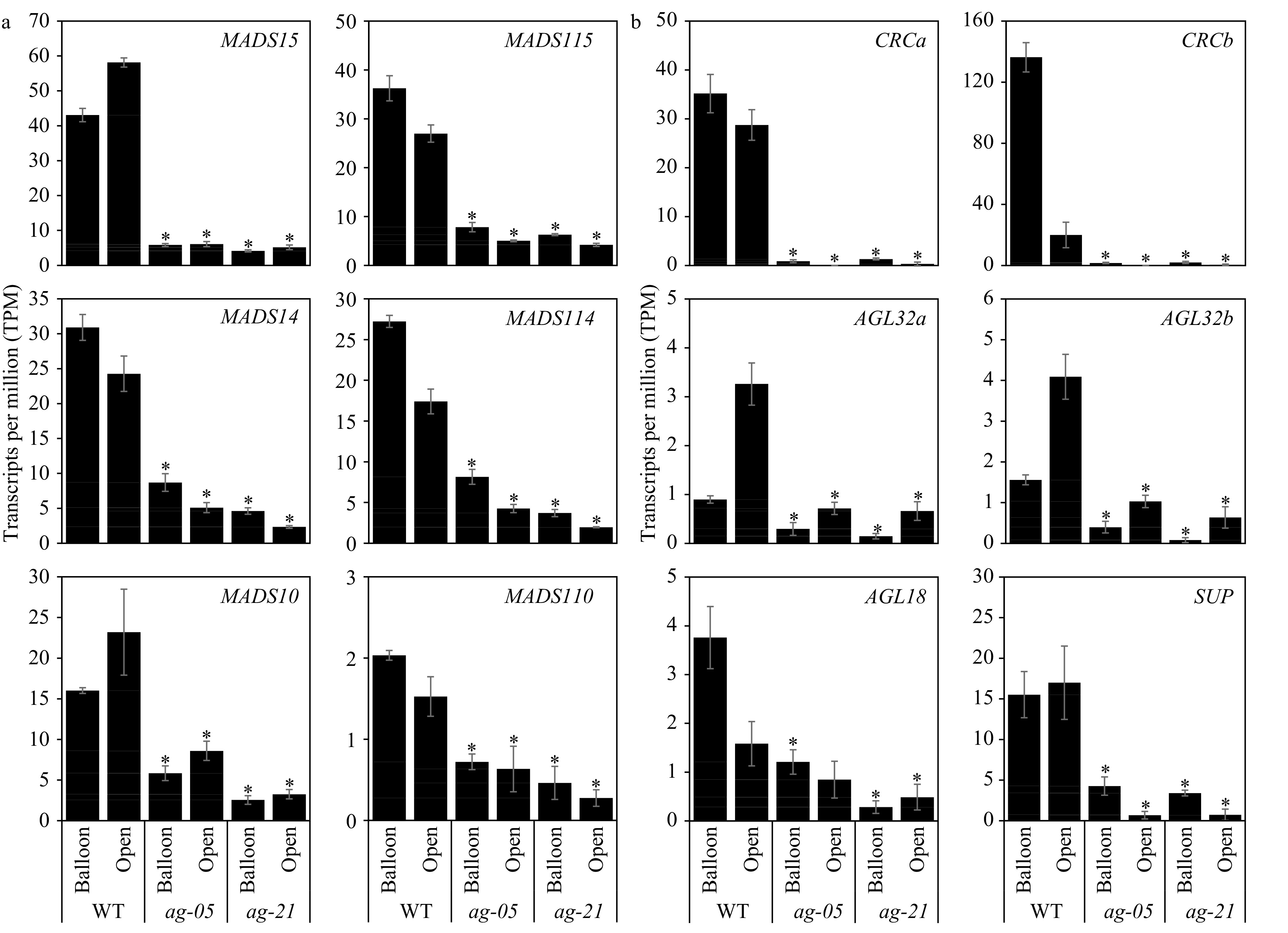 Coreless apples generated by the suppression of carpel genes and ...