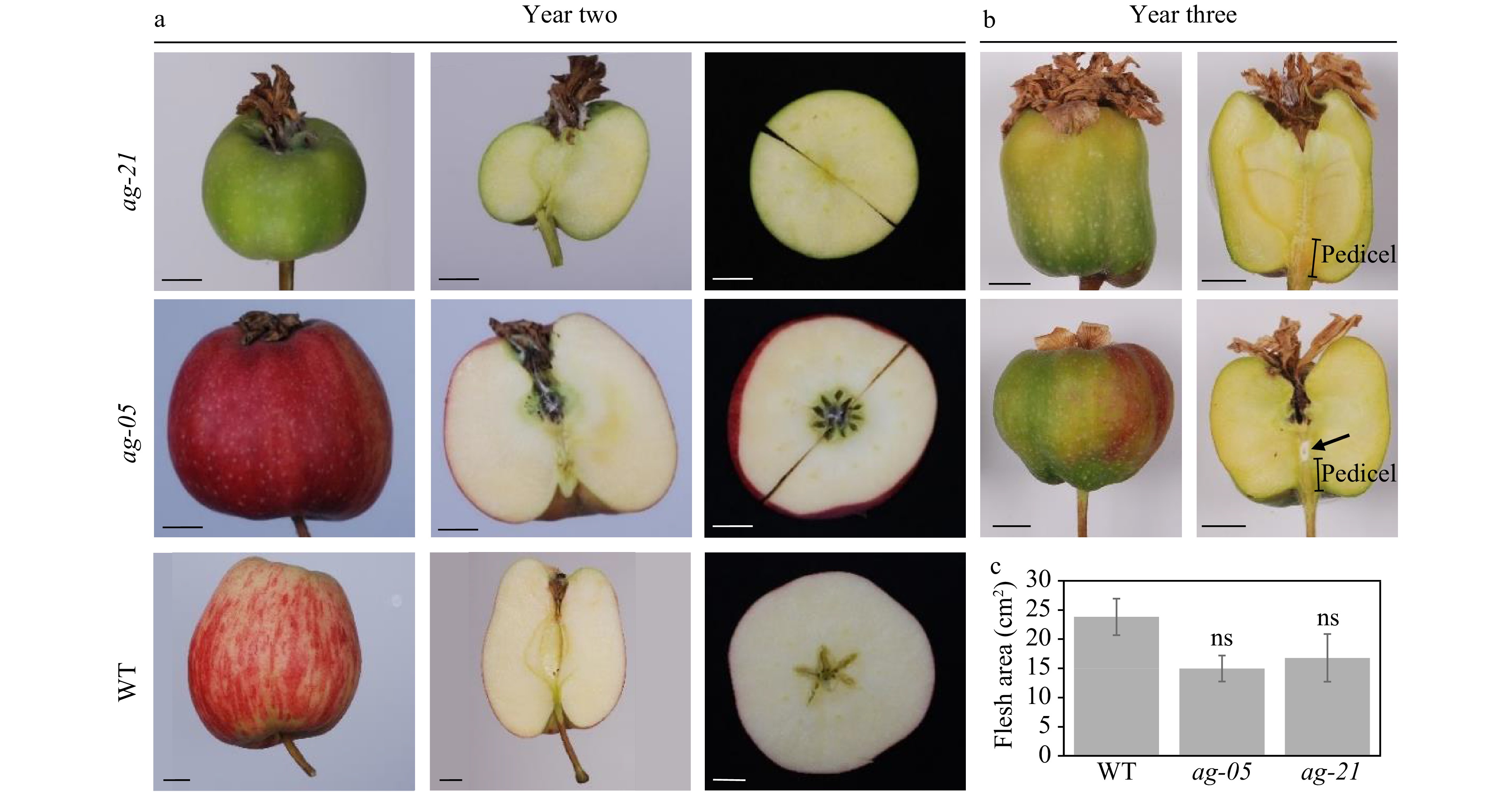 Coreless apples generated by the suppression of carpel genes and ...