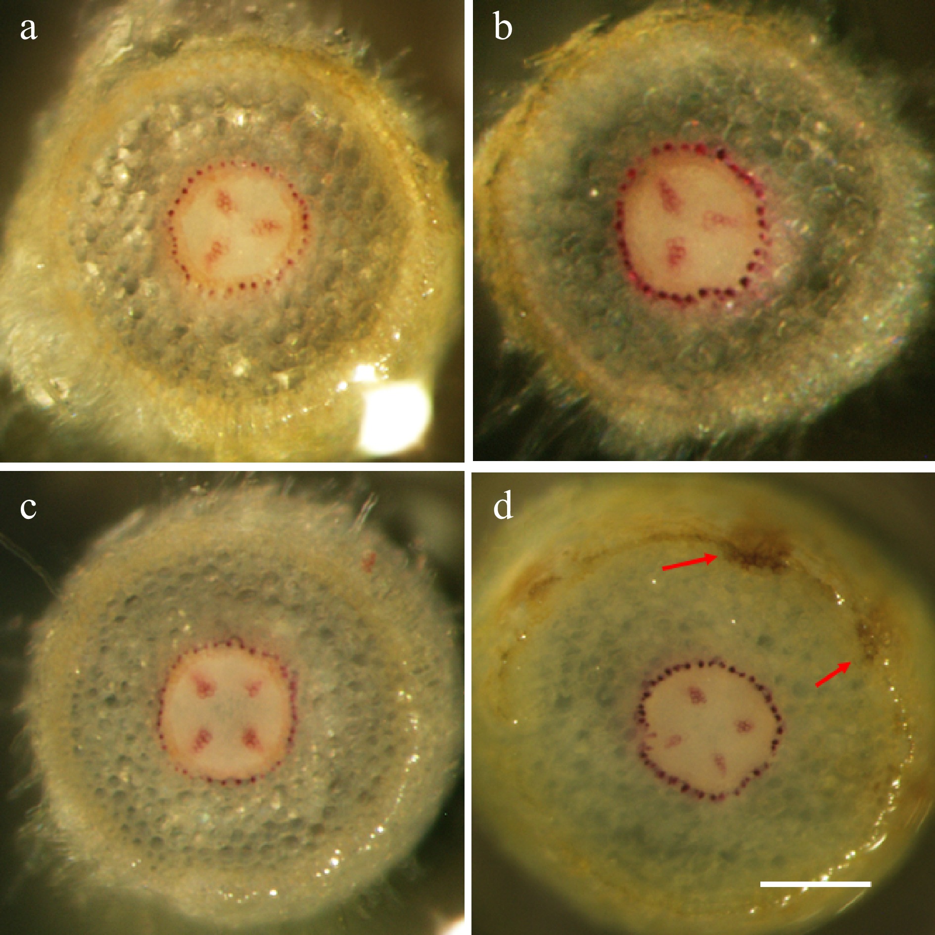 The genotype-specific laccase gene expression and lignin deposition ...