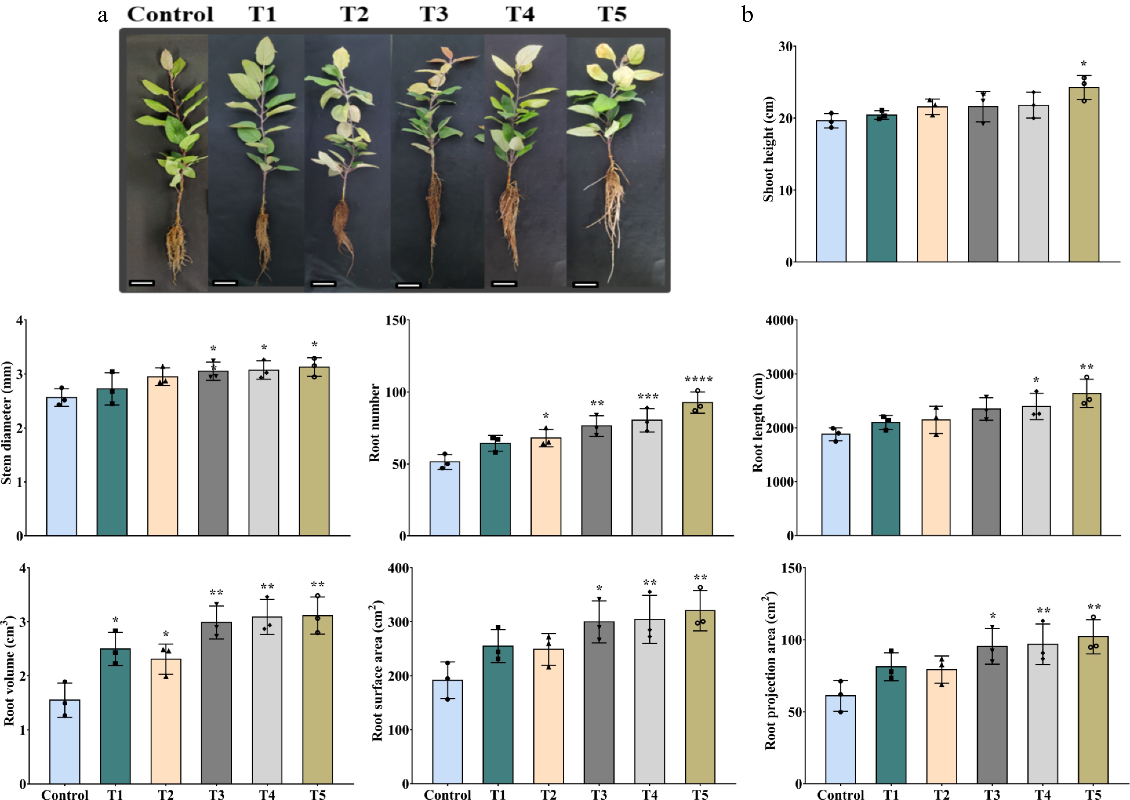 Nitrate application affects root morphology by altering hormonal status ...