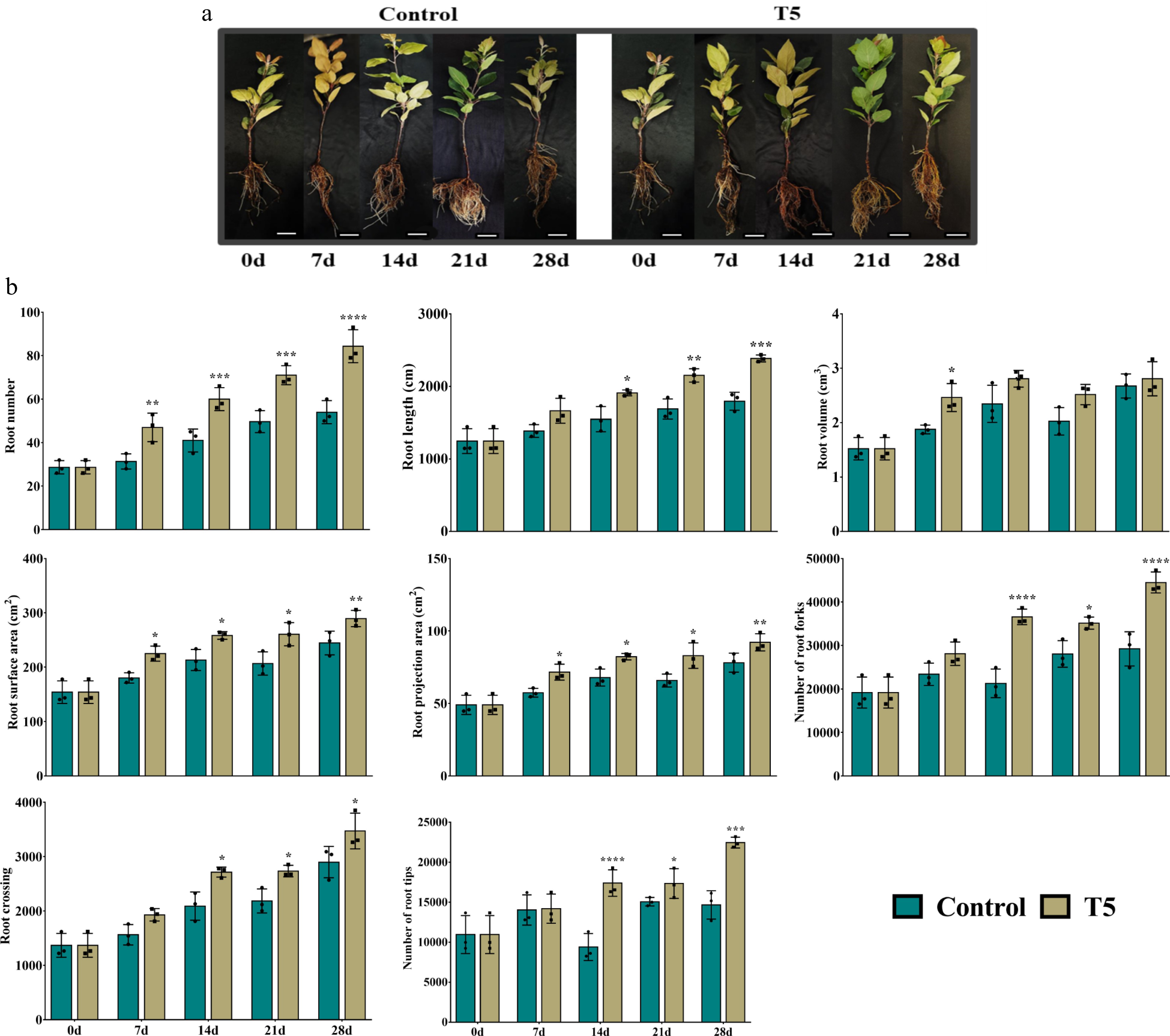 Nitrate application affects root morphology by altering hormonal status ...