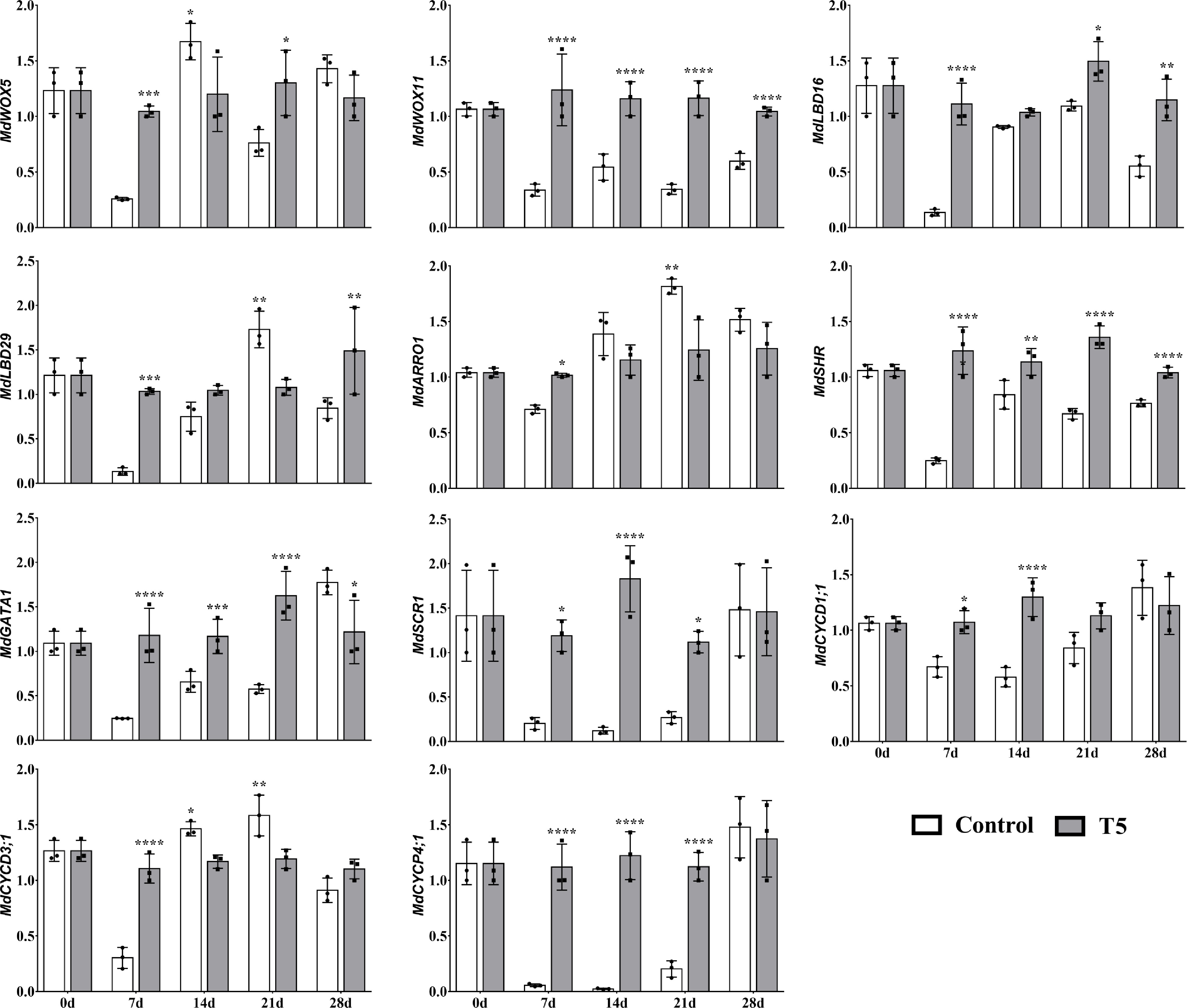Nitrate application affects root morphology by altering hormonal status ...