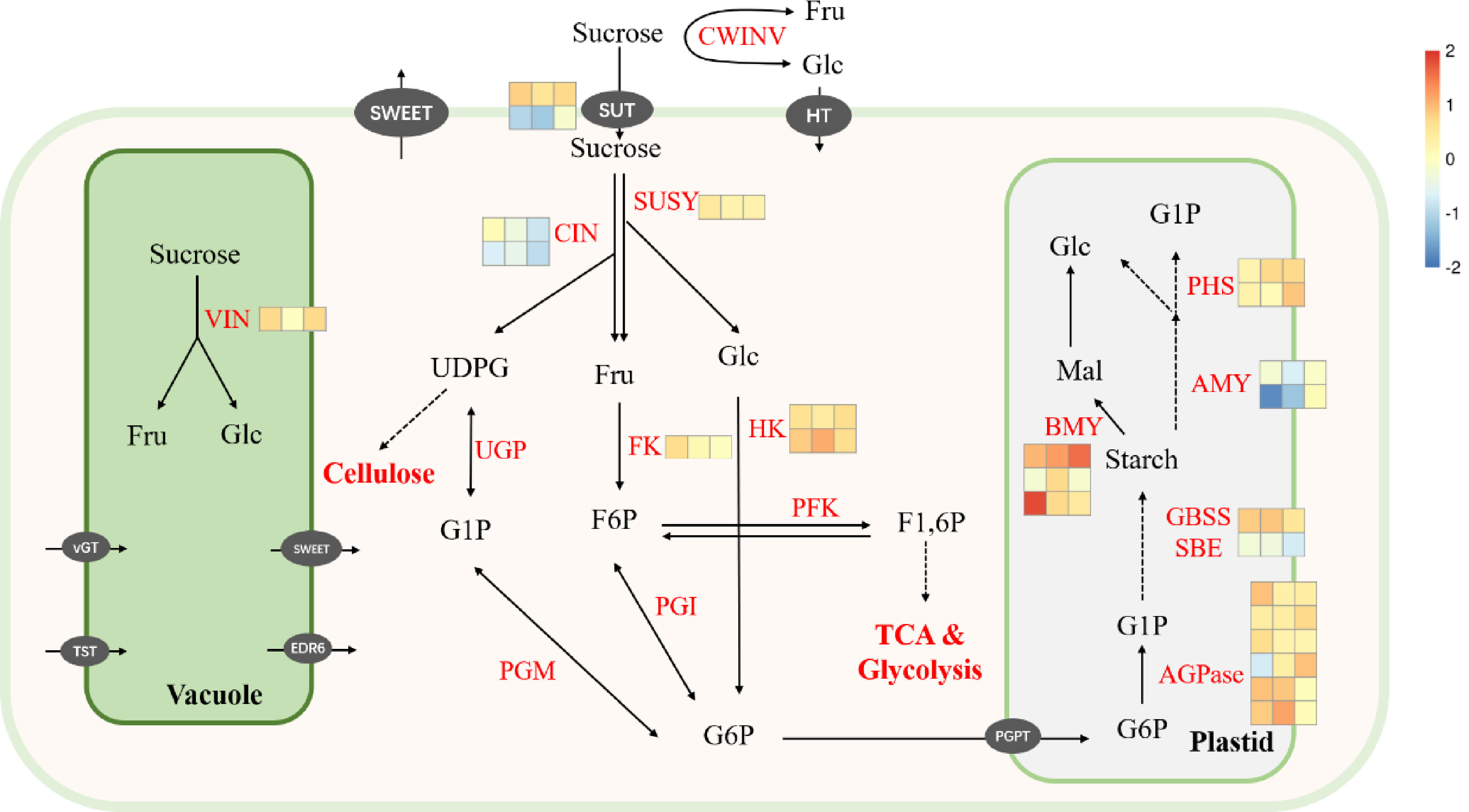 Transcriptomics reveals the molecular mechanism underlying kiwifruit ...