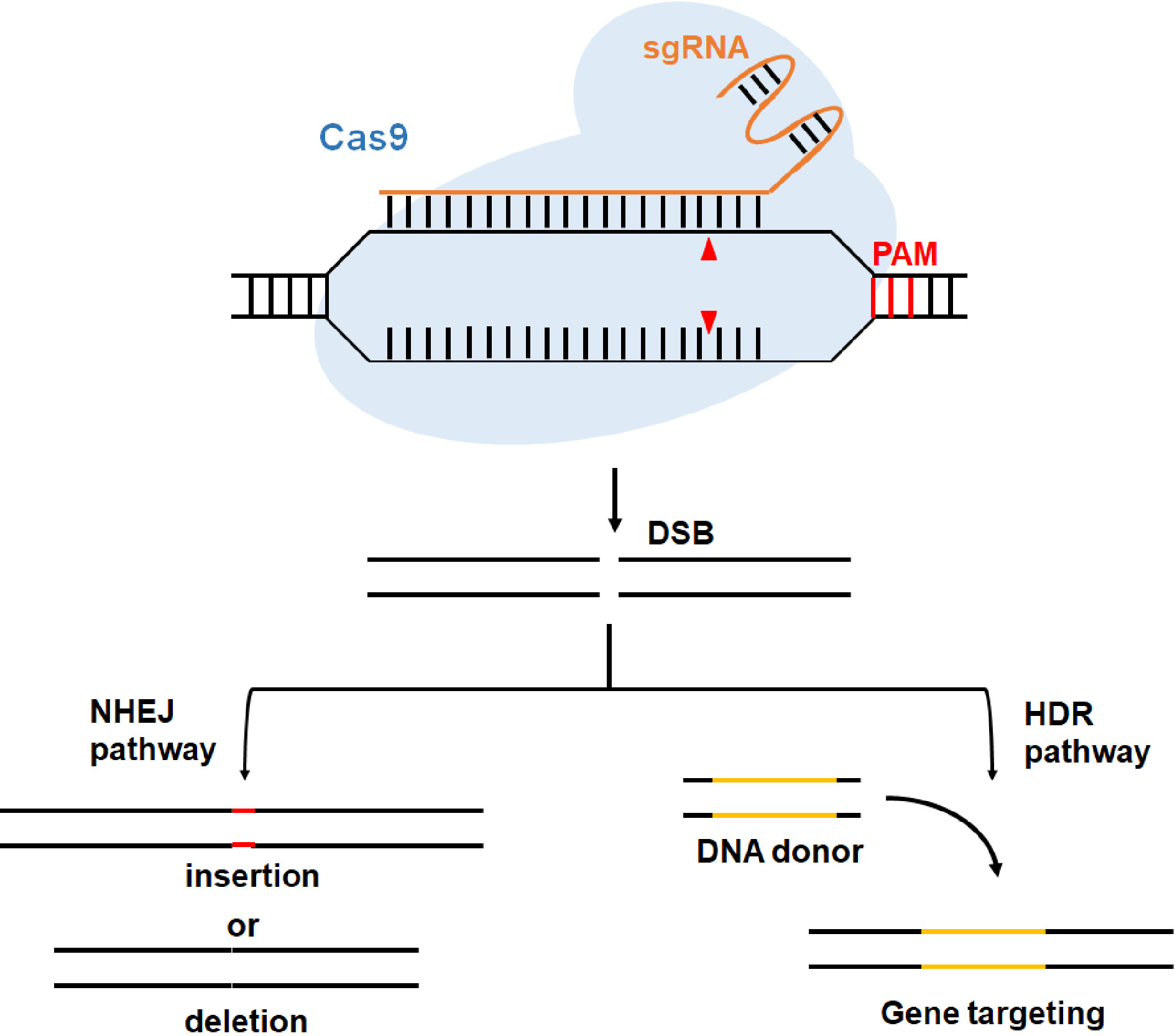 CRISPR/Cas genome editing in grapevine recent advances, challenges and ...