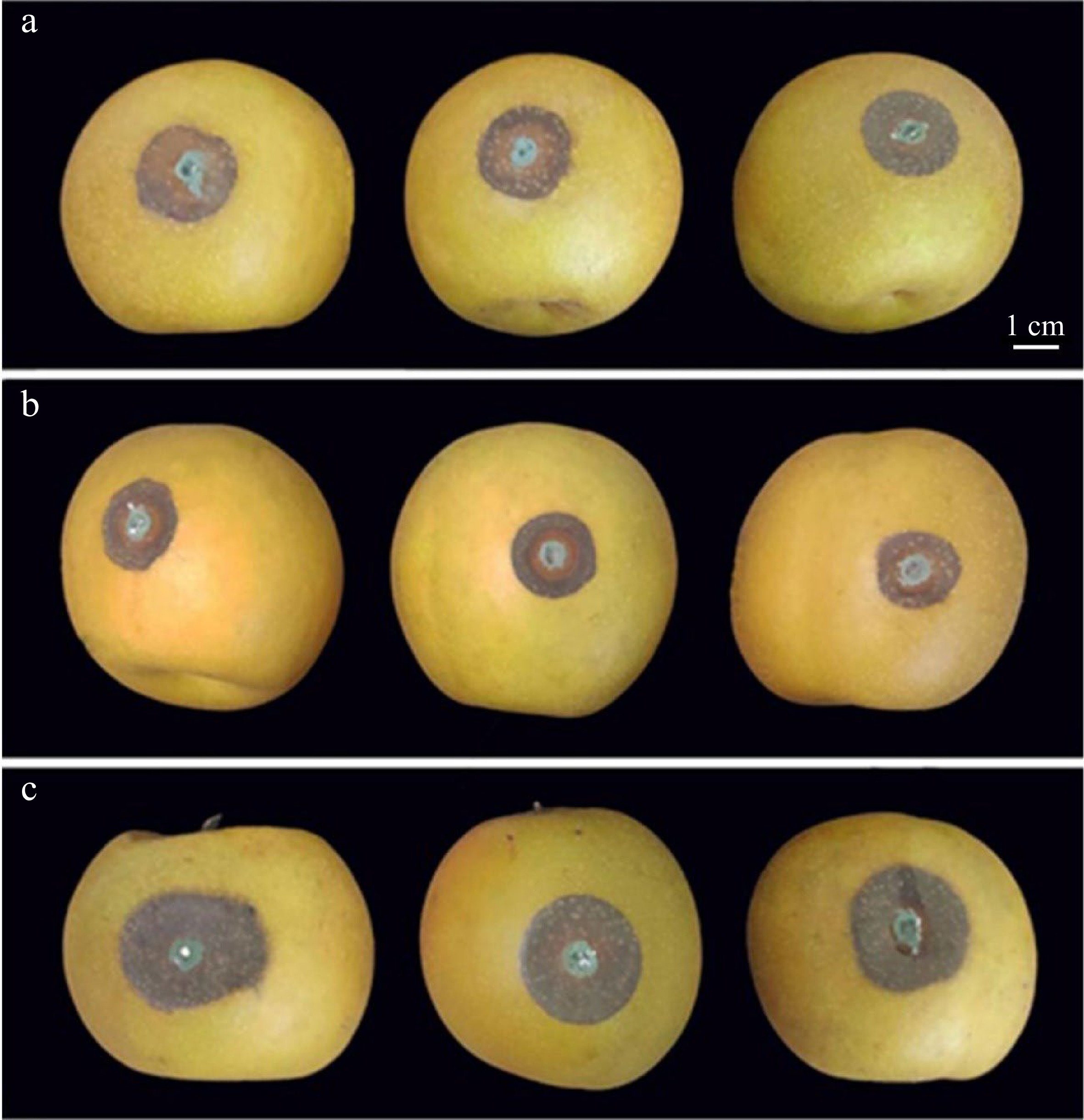 Exogenously applied methyl jasmonate increased the resistance of ...