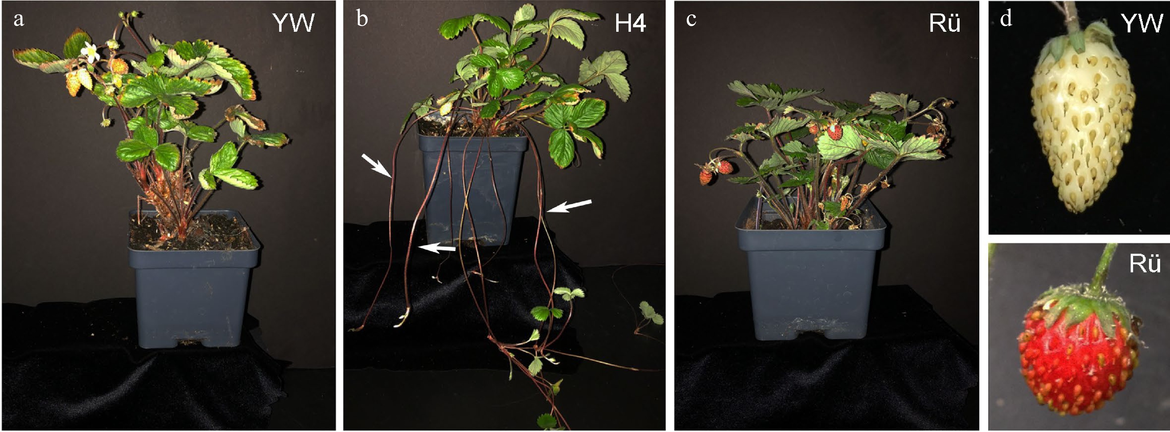 Assembly and annotation of Fragaria vesca 'Yellow Wonder' genome, a ...