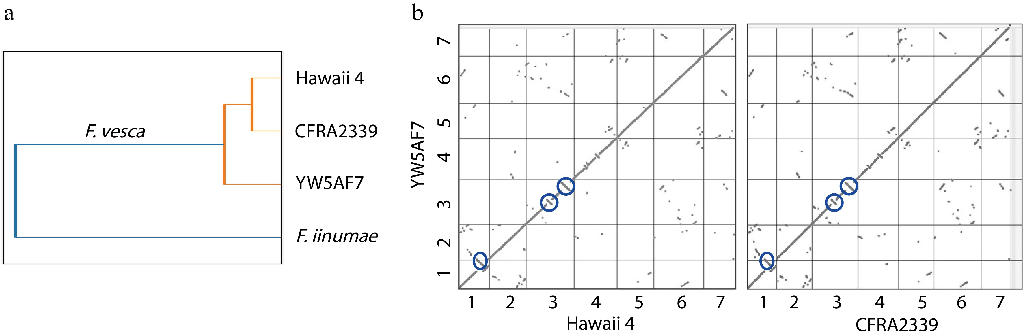 Assembly and annotation of Fragaria vesca 'Yellow Wonder' genome, a ...